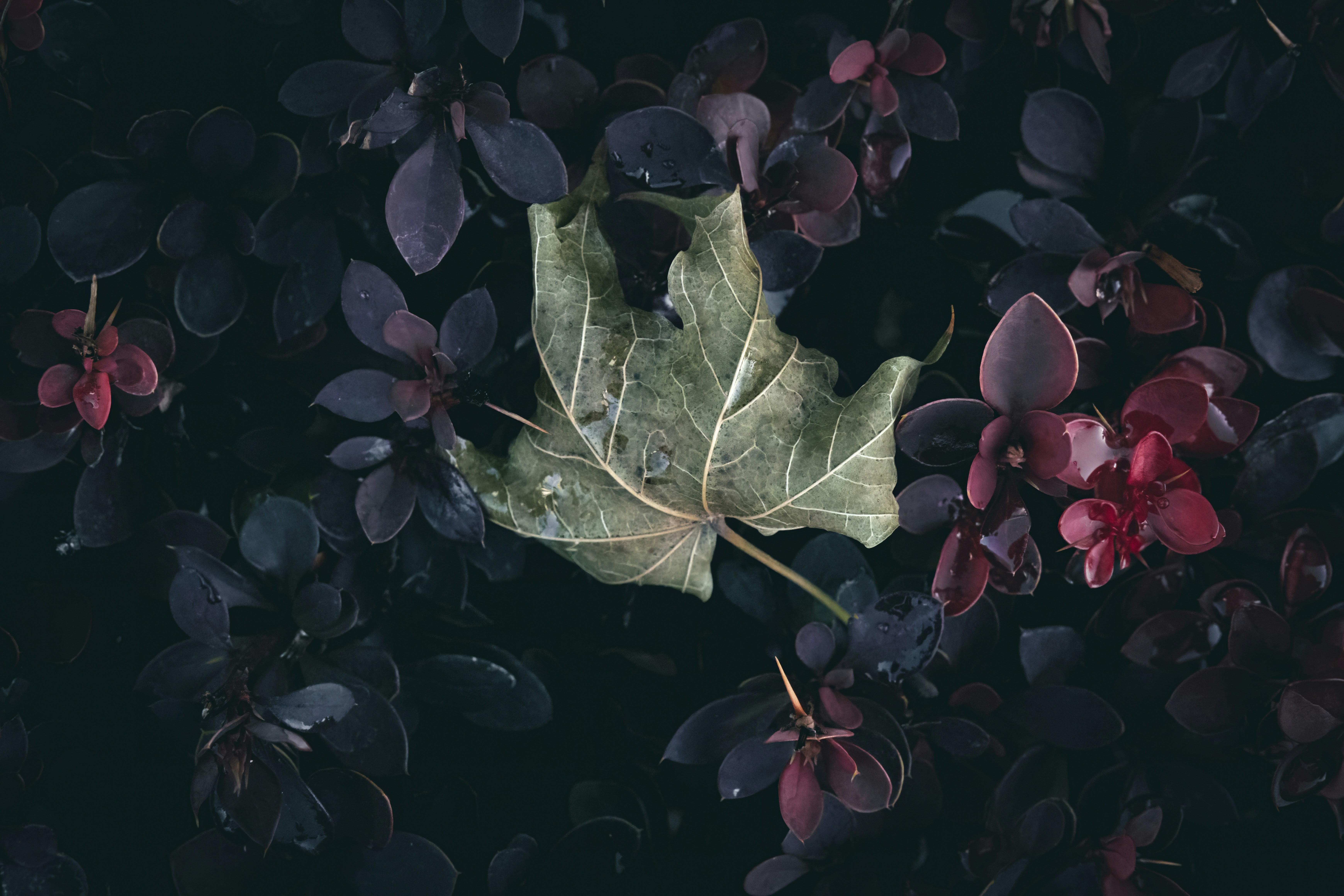 Veined Lantern: A Pale Leaf amidst Velvet Foliage