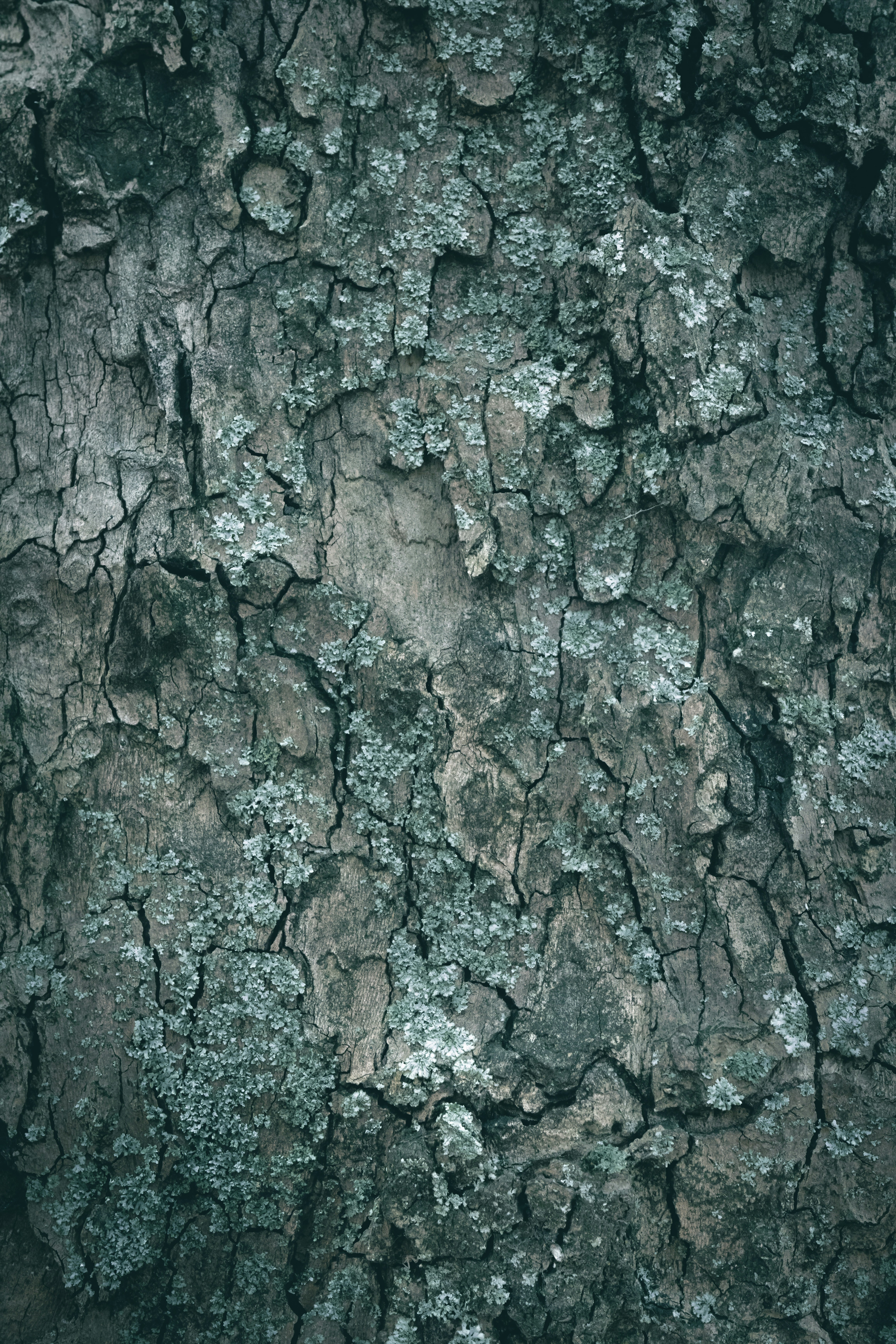 The bark of a tree with green moss on it photo – Free Serbia Image on ...
