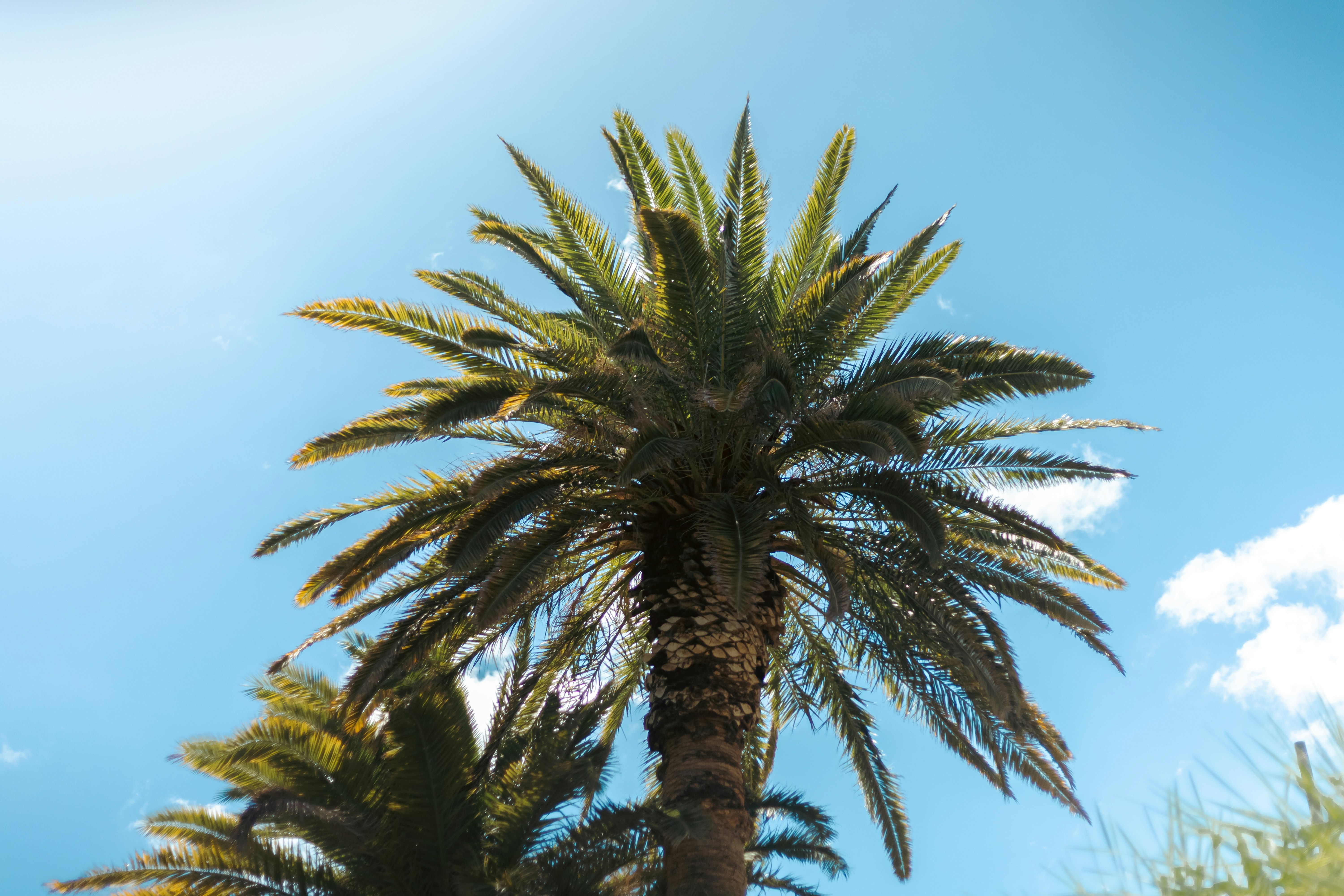 A palm tree with a blue sky in the background photo – Free Background ...