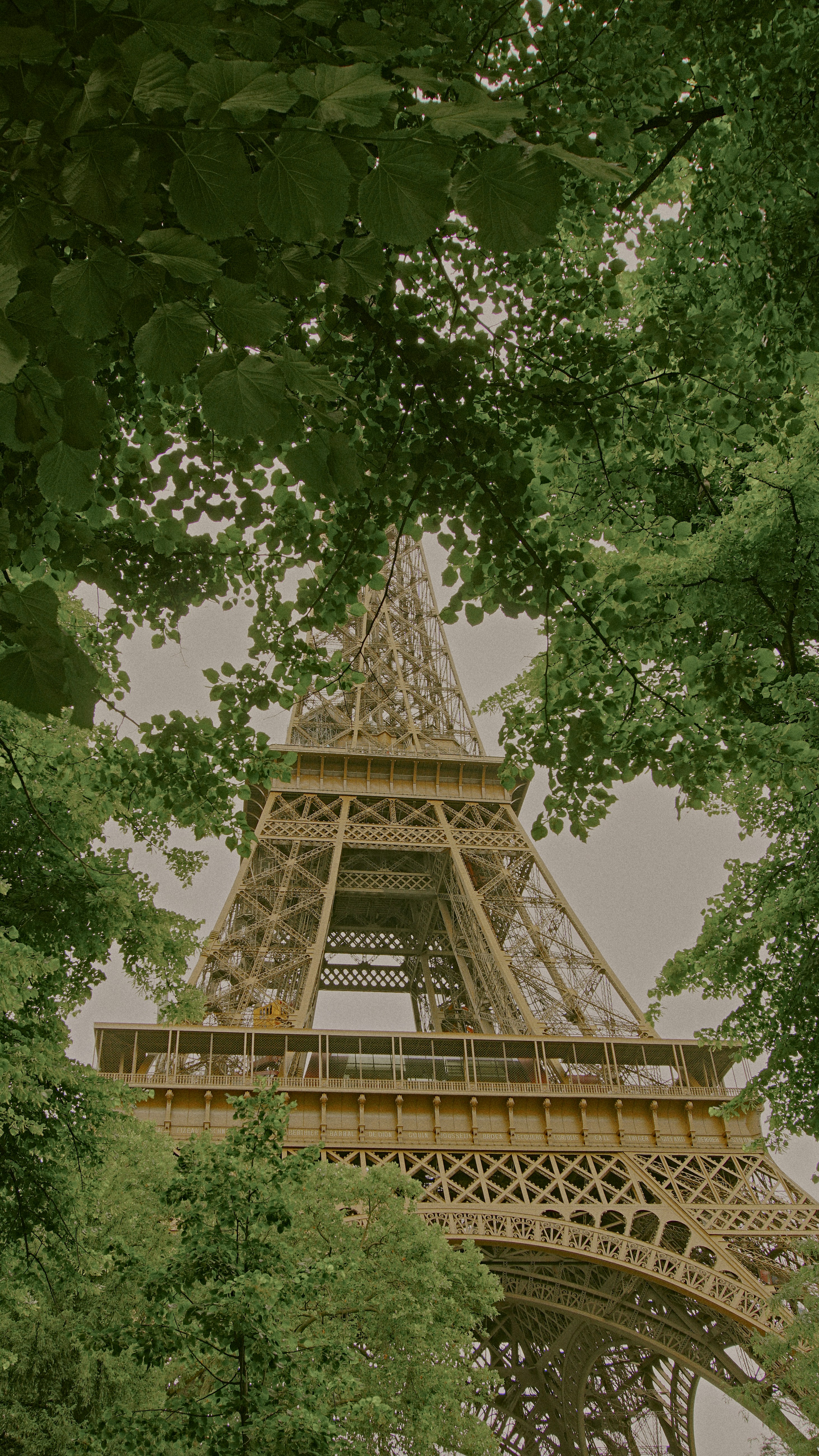 Iron Lace Through Leaves: The Eiffel Tower Framed by Green Canopy