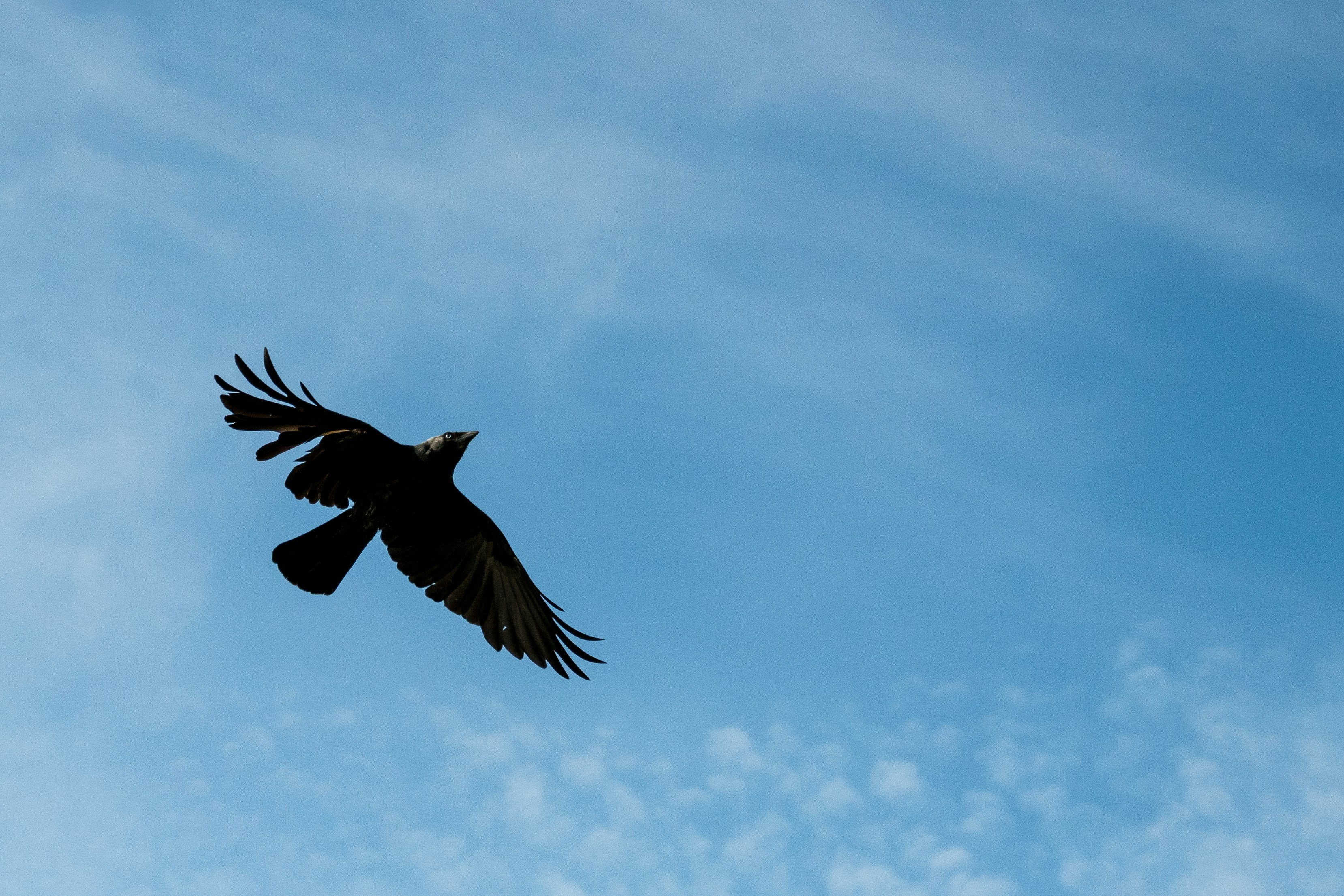 A large bird flying through a blue sky photo – Free Amstelveen Image on ...