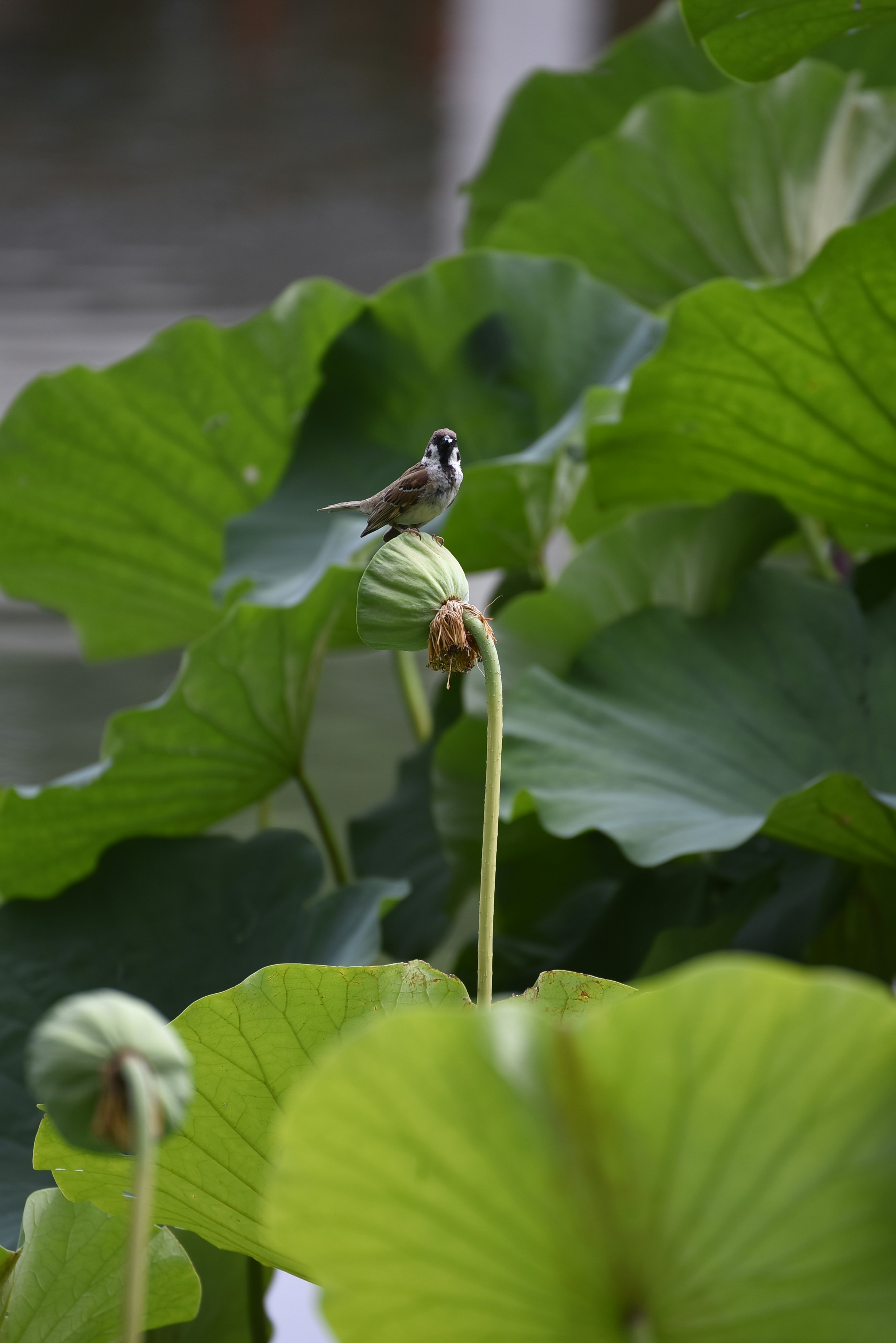 Sparrow Perched on a Lotus Bud Amid Broad Green Leaves
