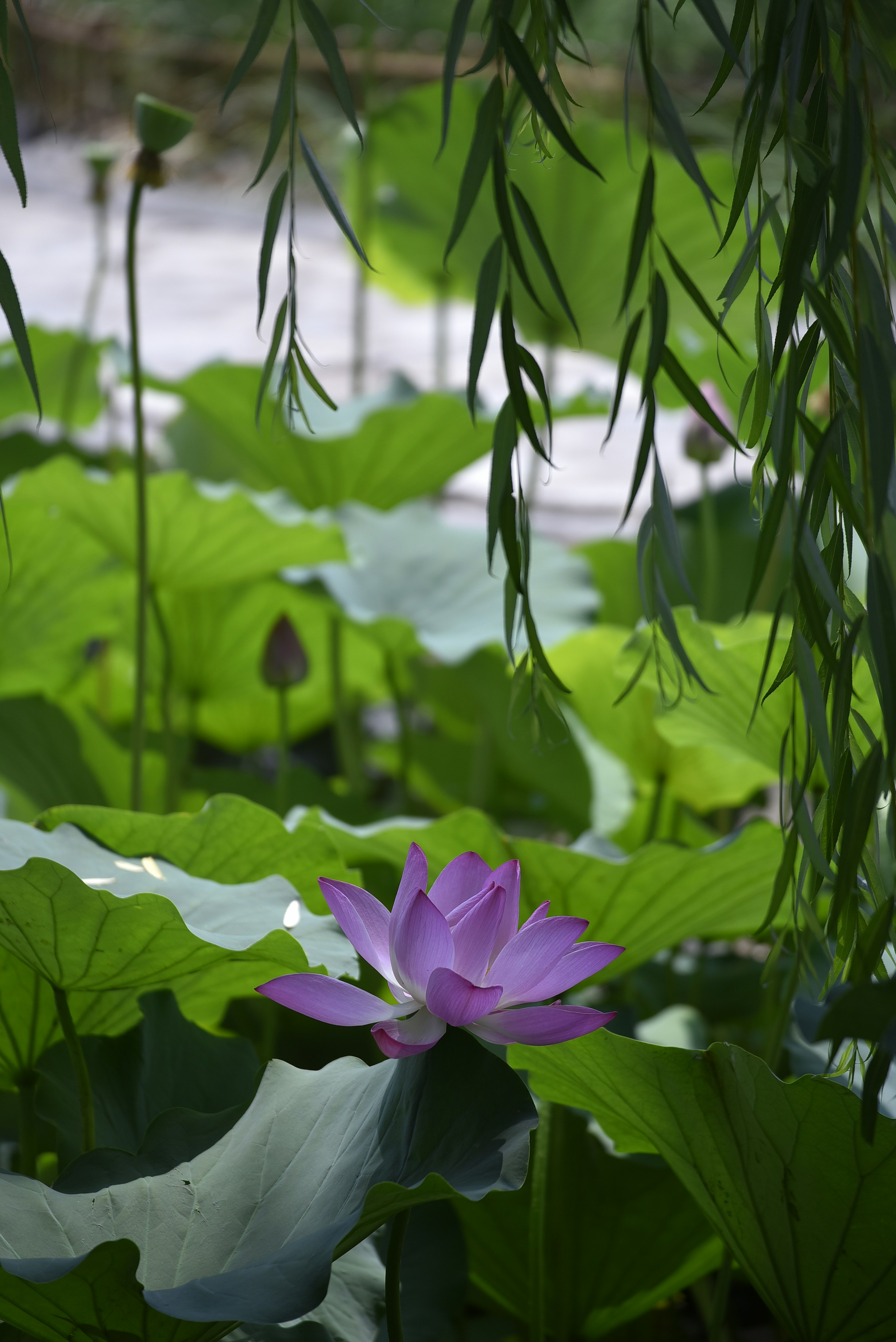 Photo by gabriel xu with Nikon D810