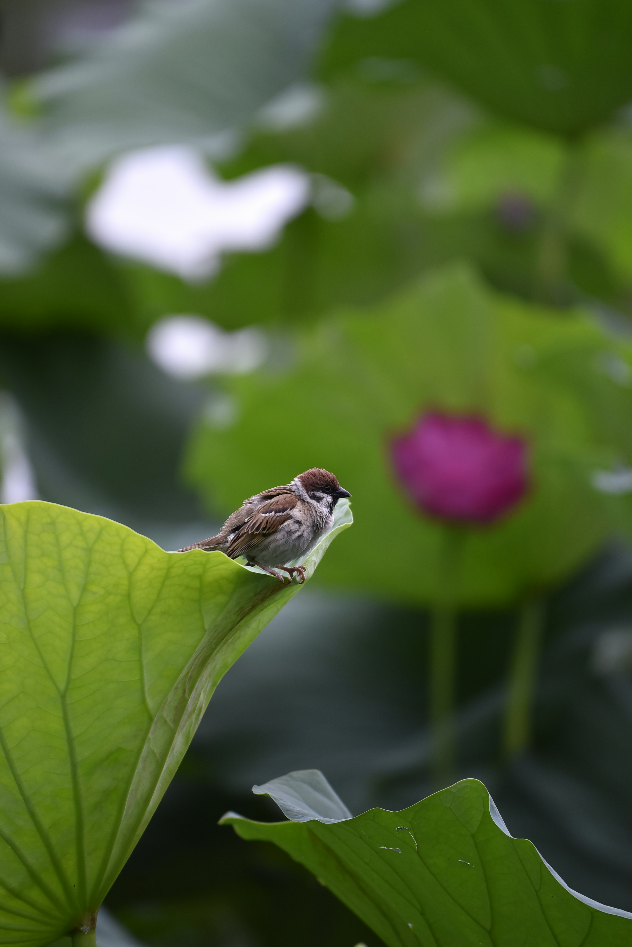 Sparrow Perch on a Lotus Leaf Amid Verdant Quiet