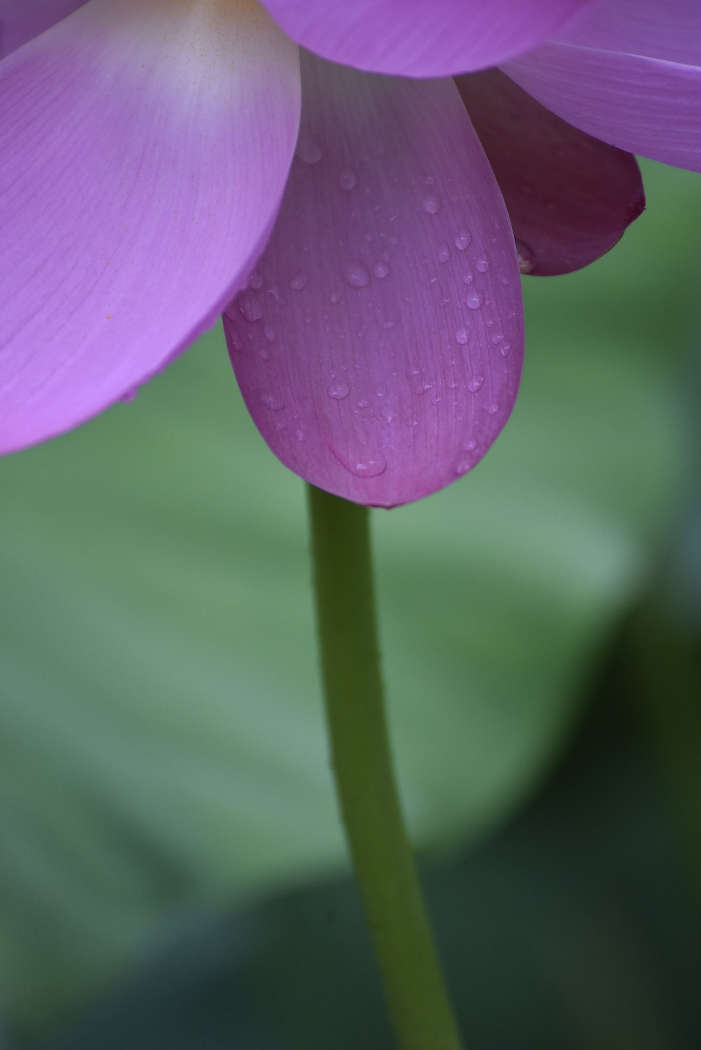 Dew-Kissed Purple Lotus Petal: A Macro Quiet Moment