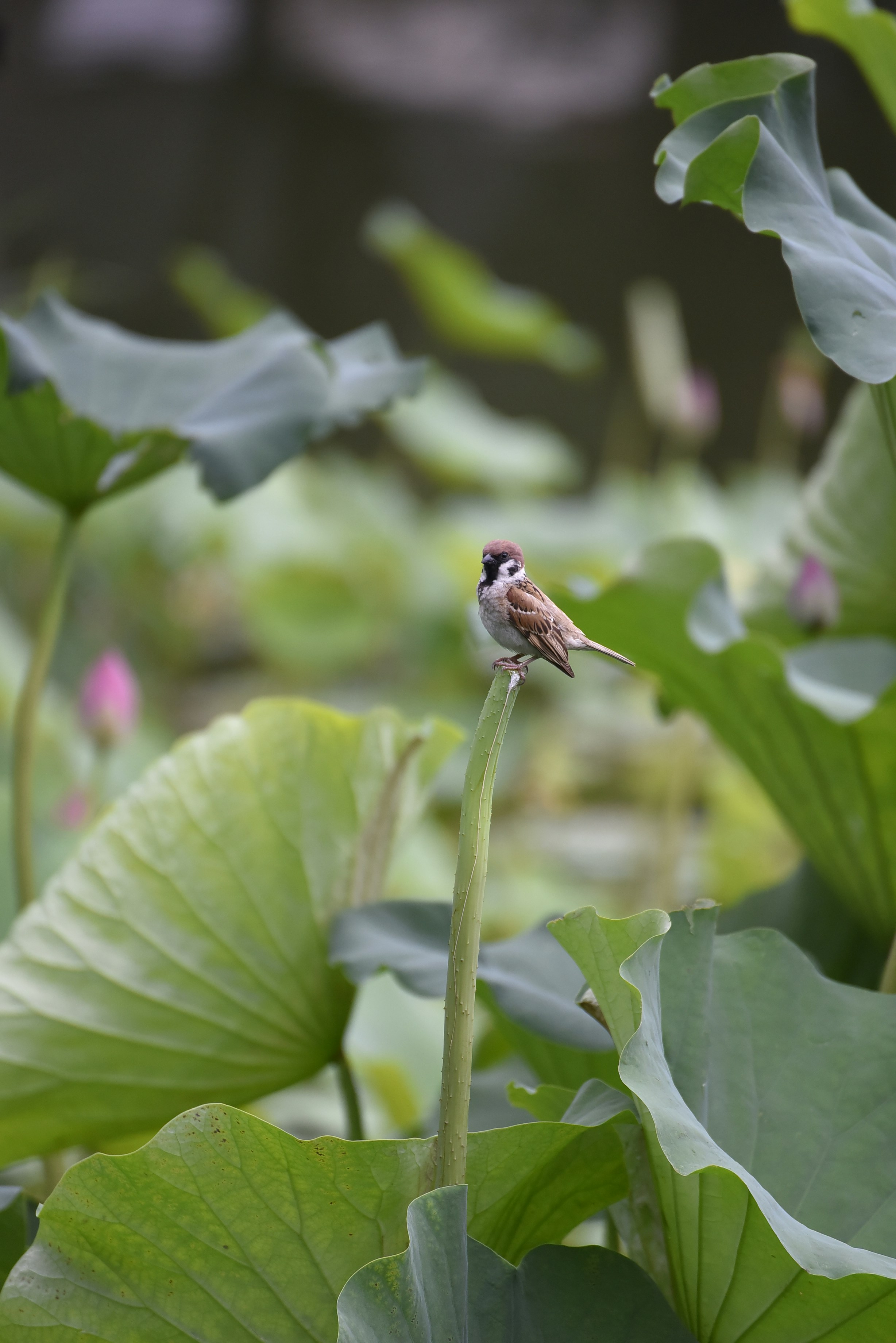 Tiny Perch: A Sparrow on a Lotus Stem Amid Giant Leaves