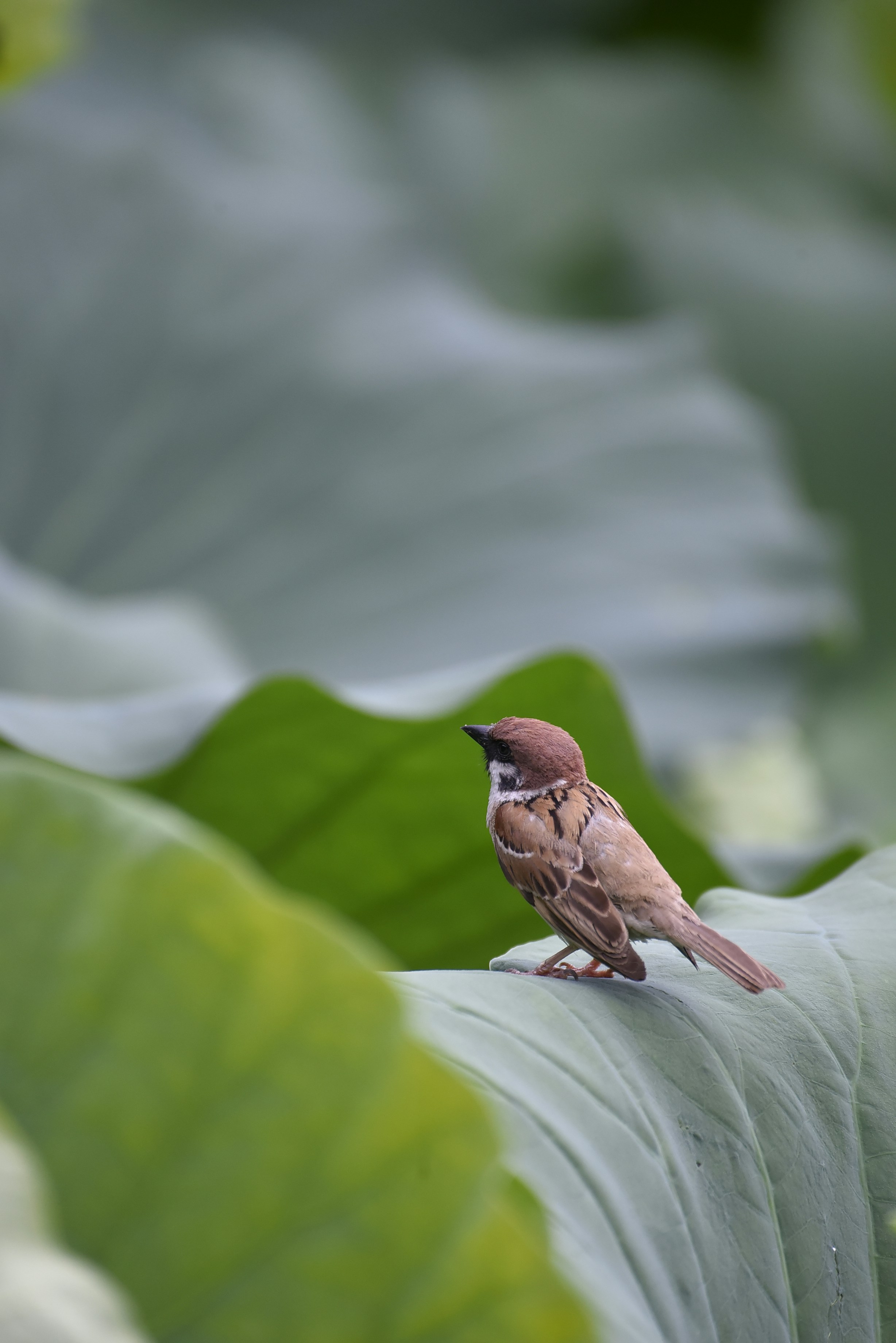 Perched on a Giant Leaf: Brown Sparrow in Quiet Green