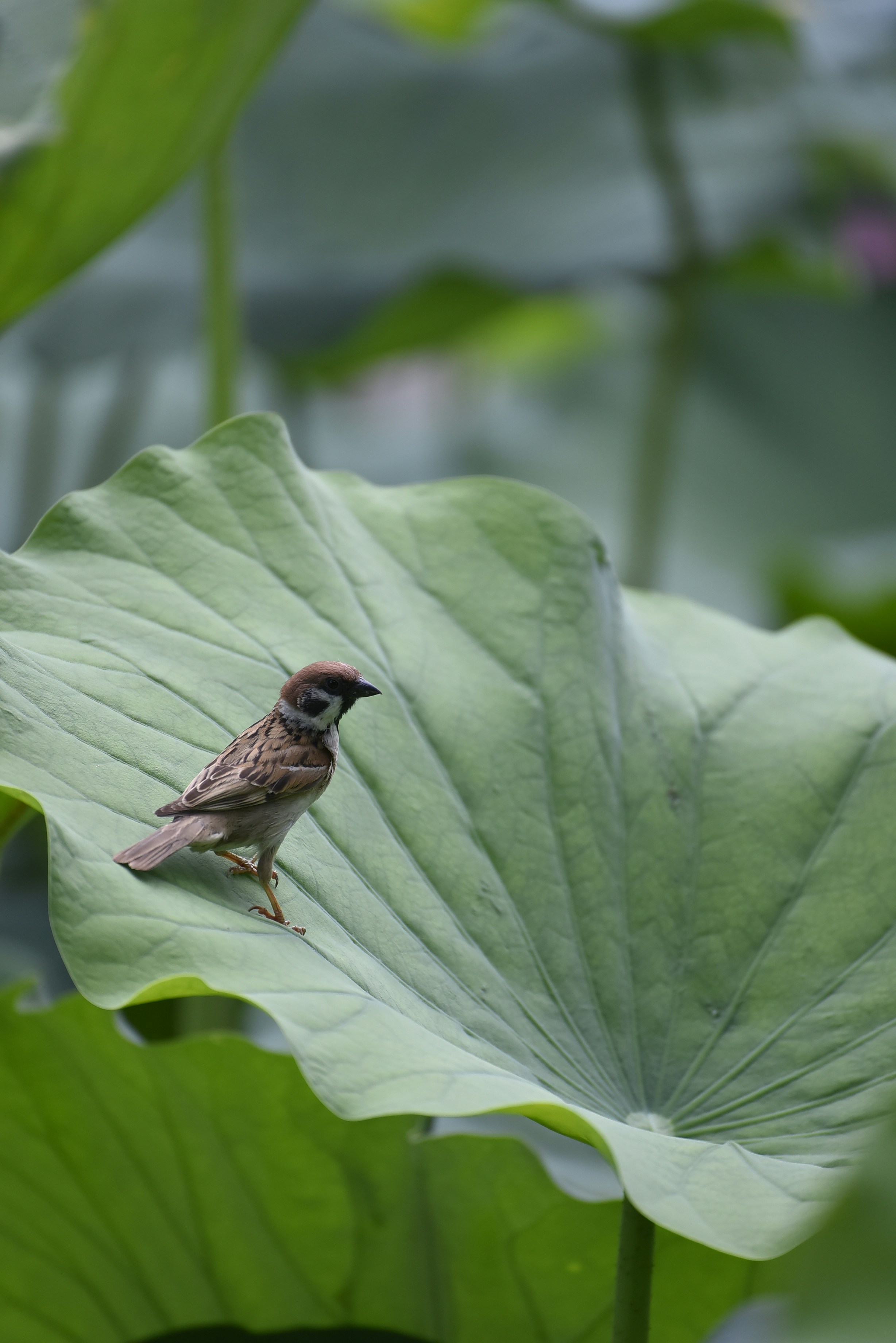 Tiny Songbird on a Green Lotus Leaf