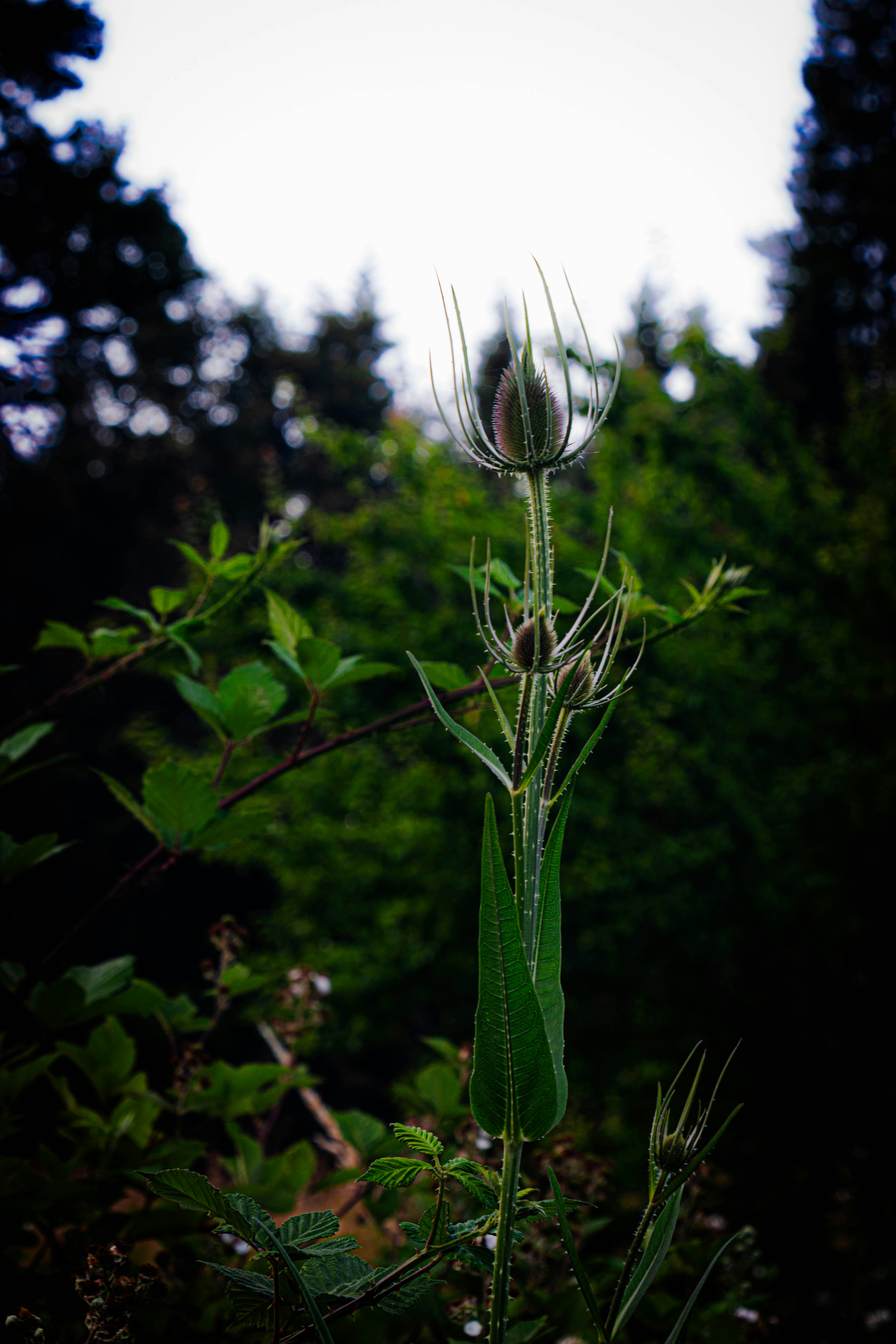 Crowned in Dew: A solitary thistle rises against a shadowy forest backdrop
