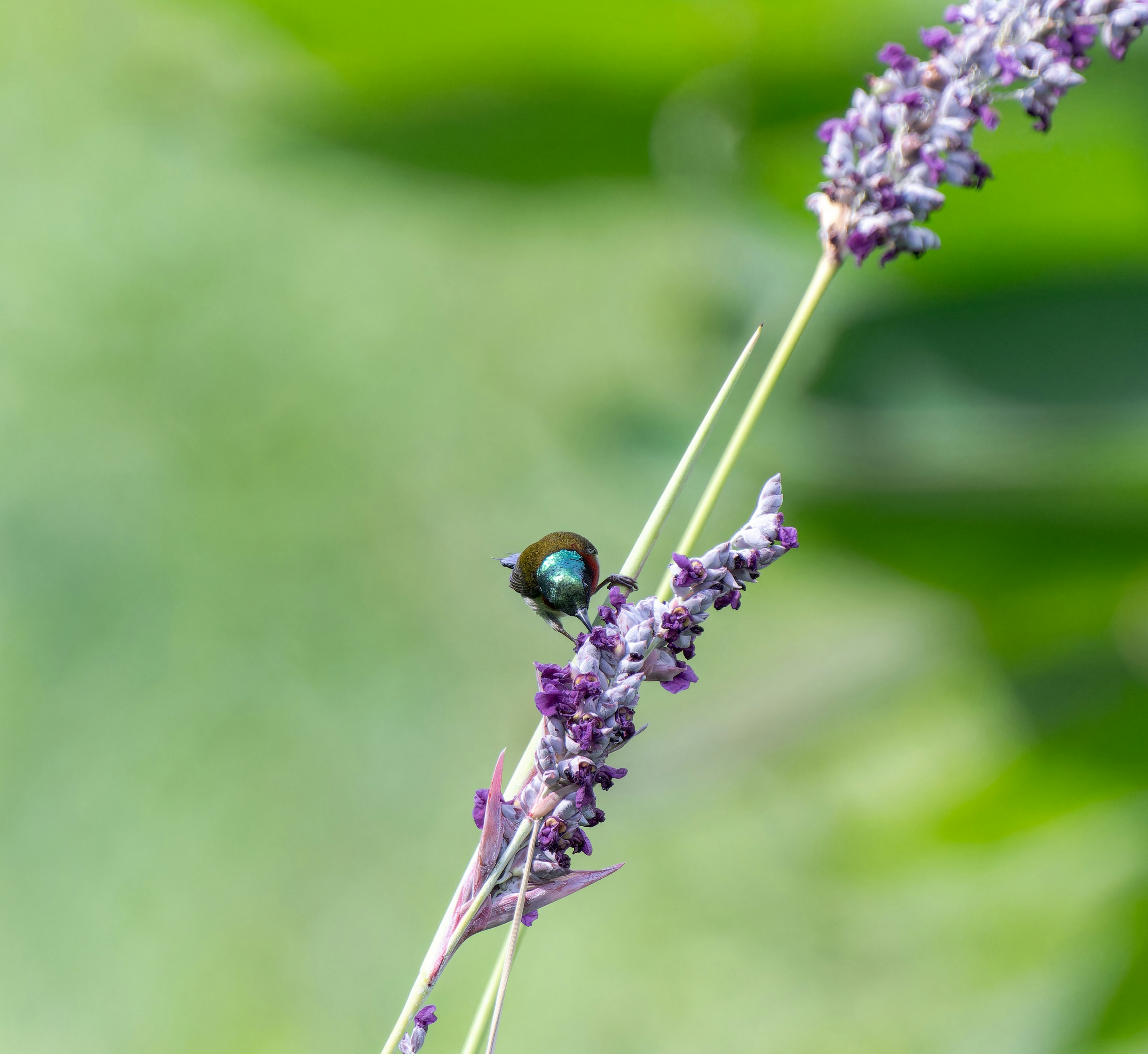 Metallized Blue-Green Fly Perched on Lavender Spike
