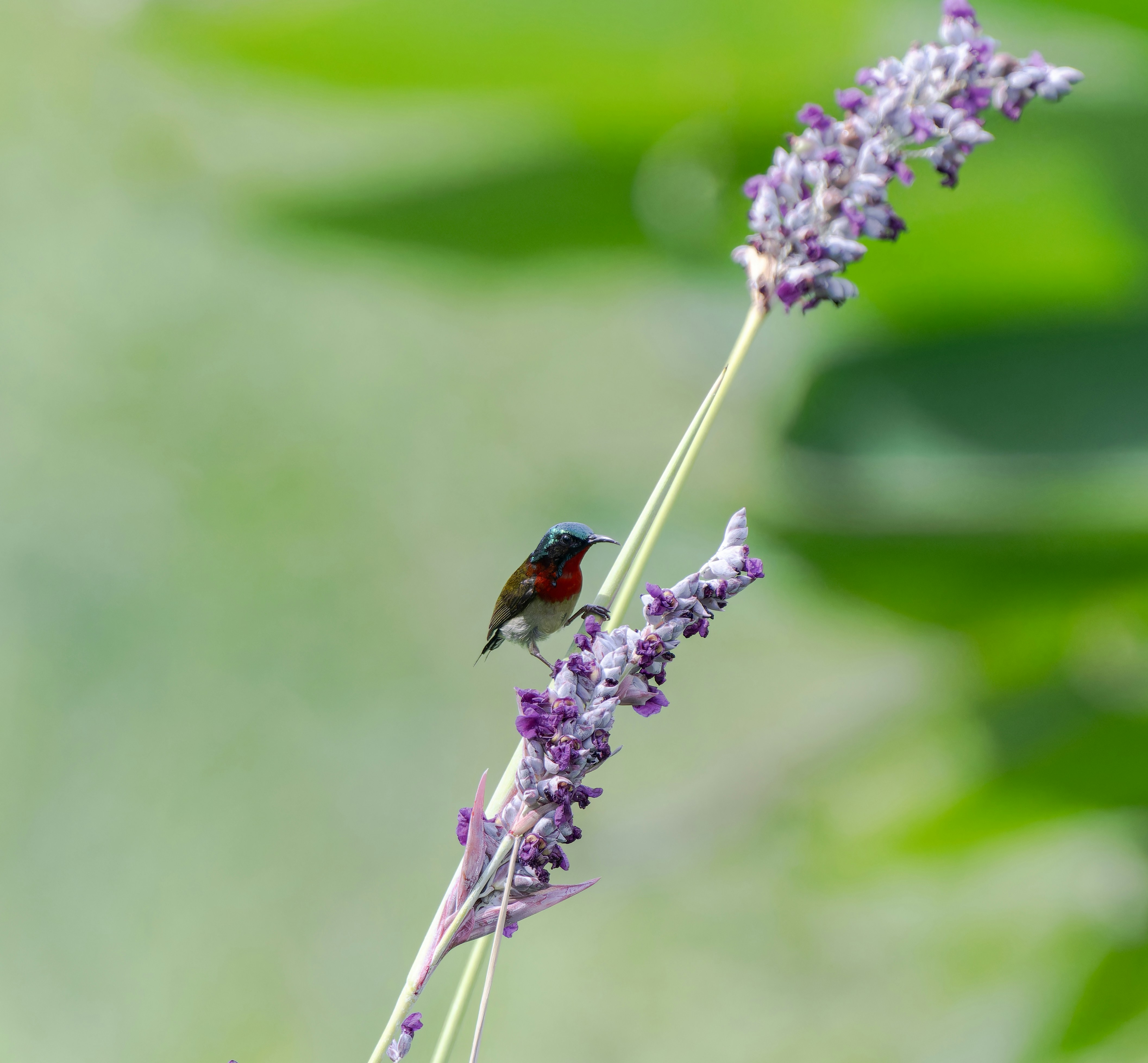 Ruby Throat on Lavender: A Tiny Portrait in Soft Light