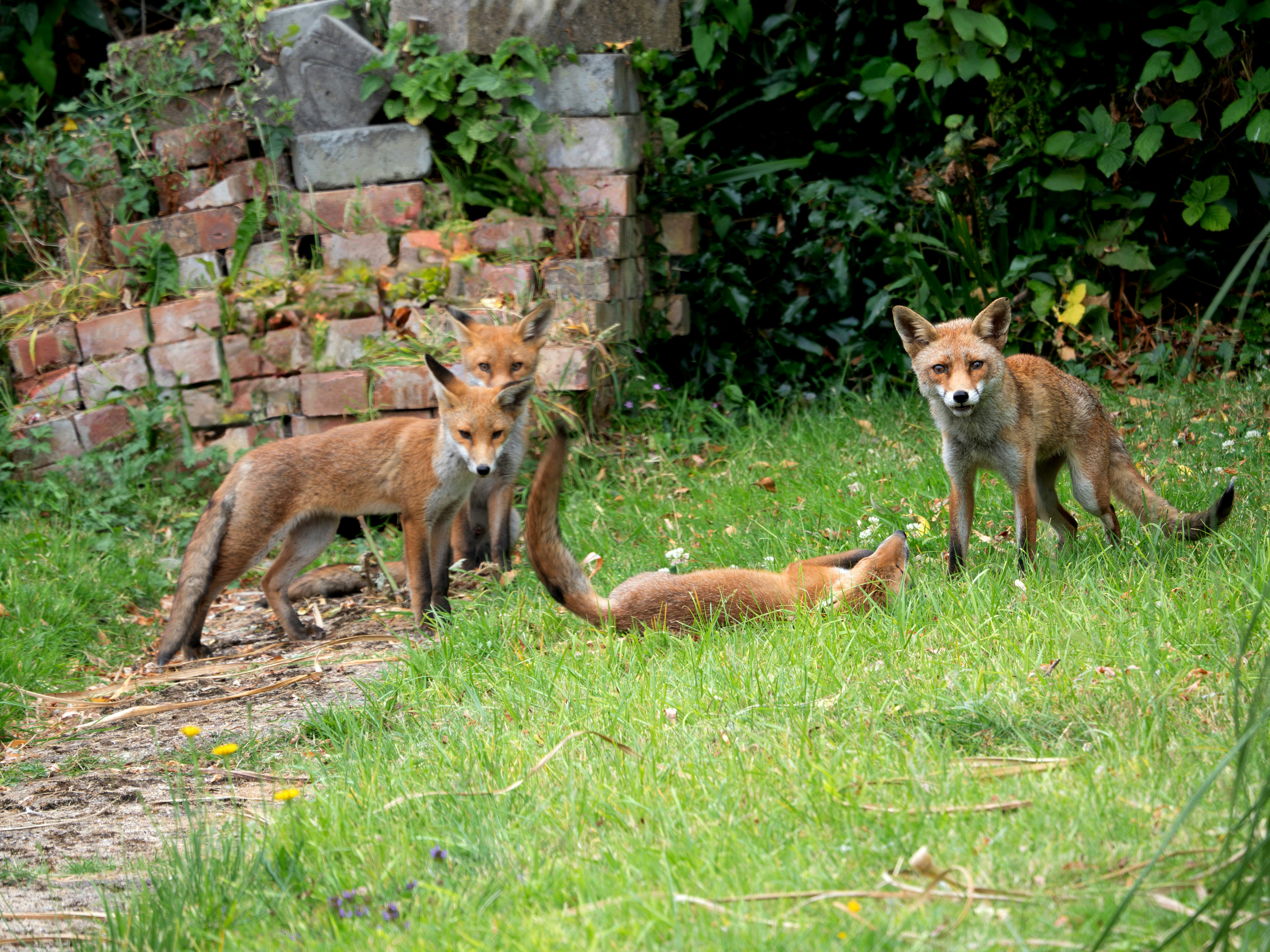 A group of foxes standing on top of a lush green field photo – Free ...