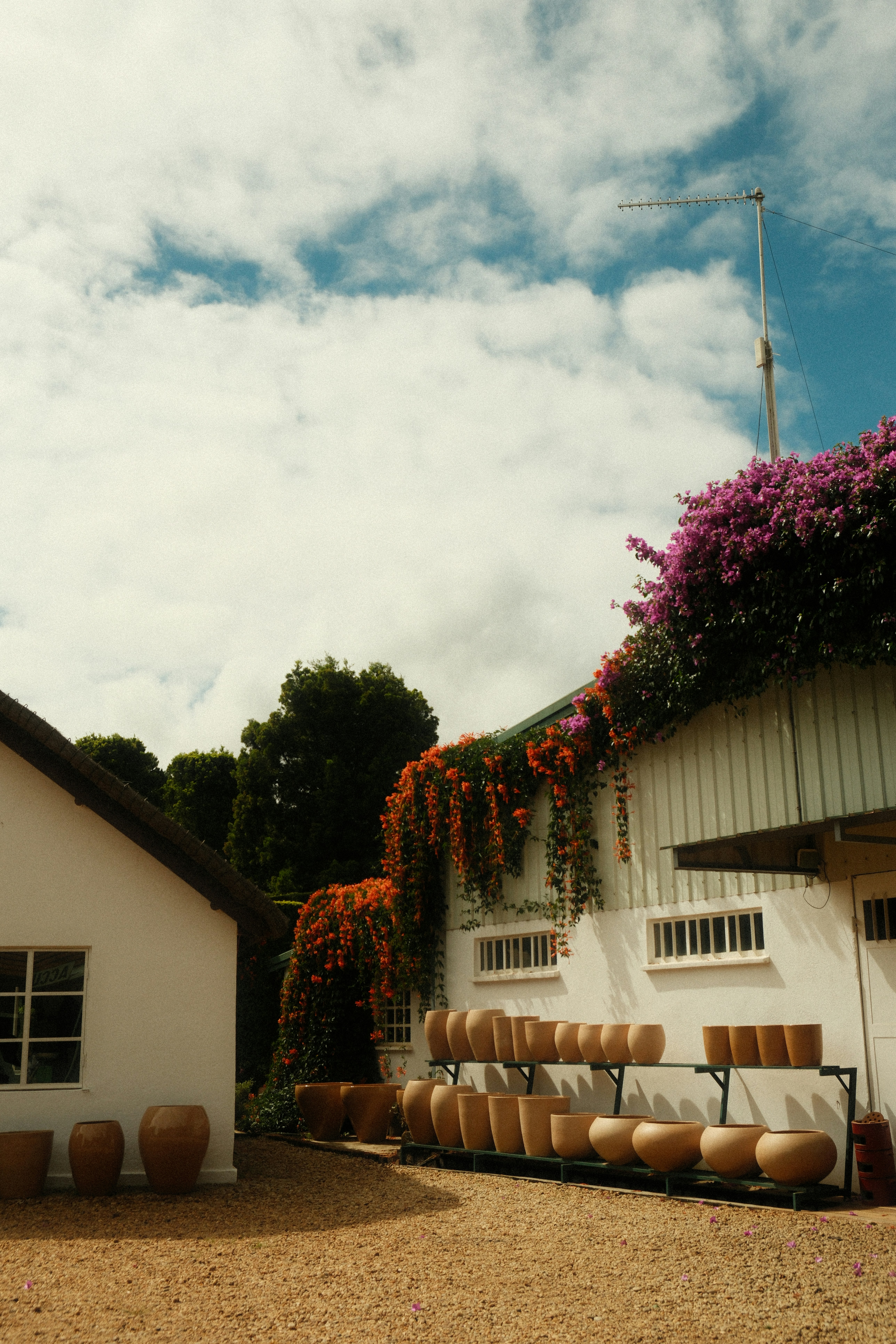 Cascading Flowers Over a Terraced Pottery Display