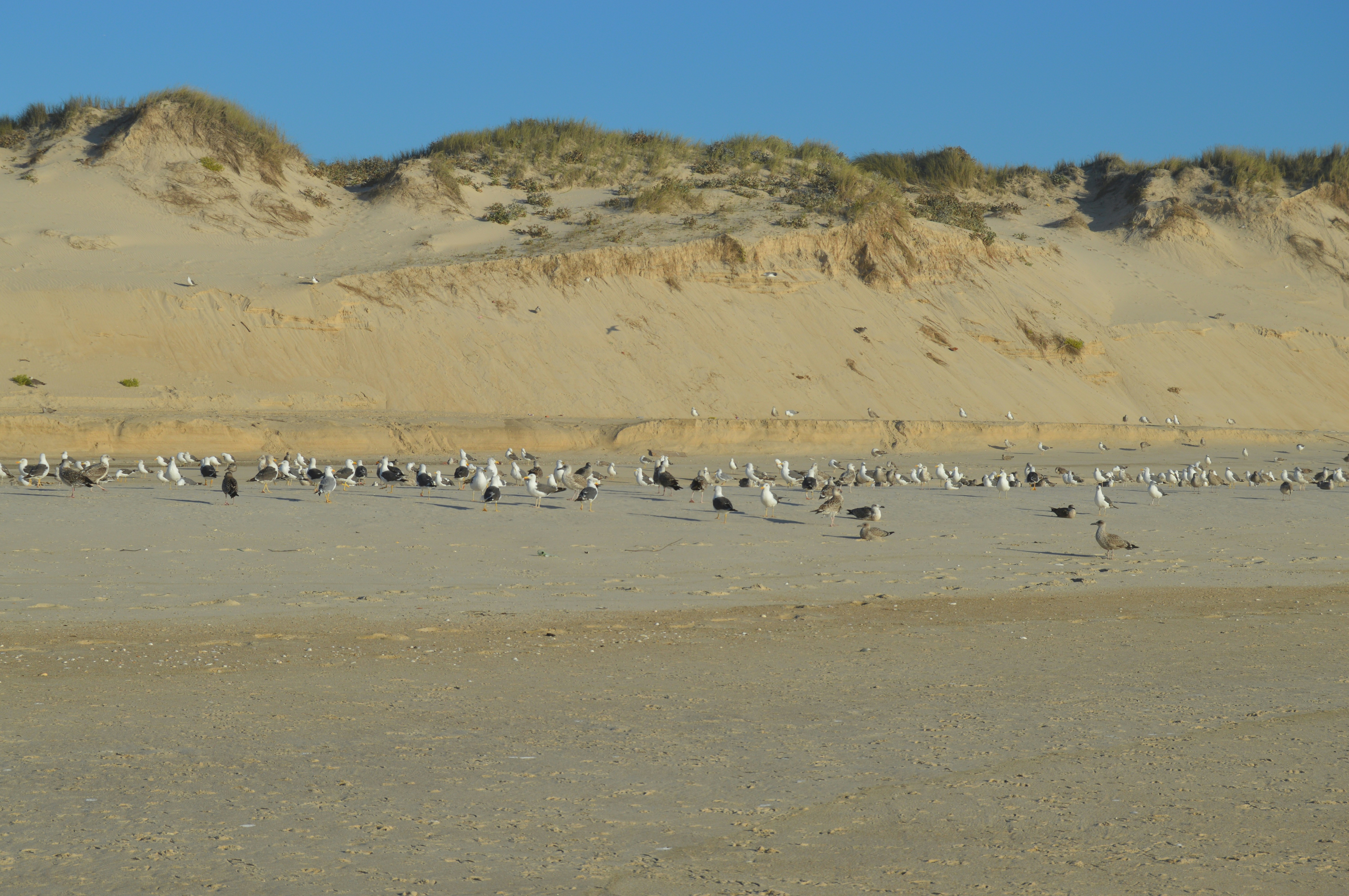 Dune Choir by the Shore: Seagulls Gather Along Sunlit Sand