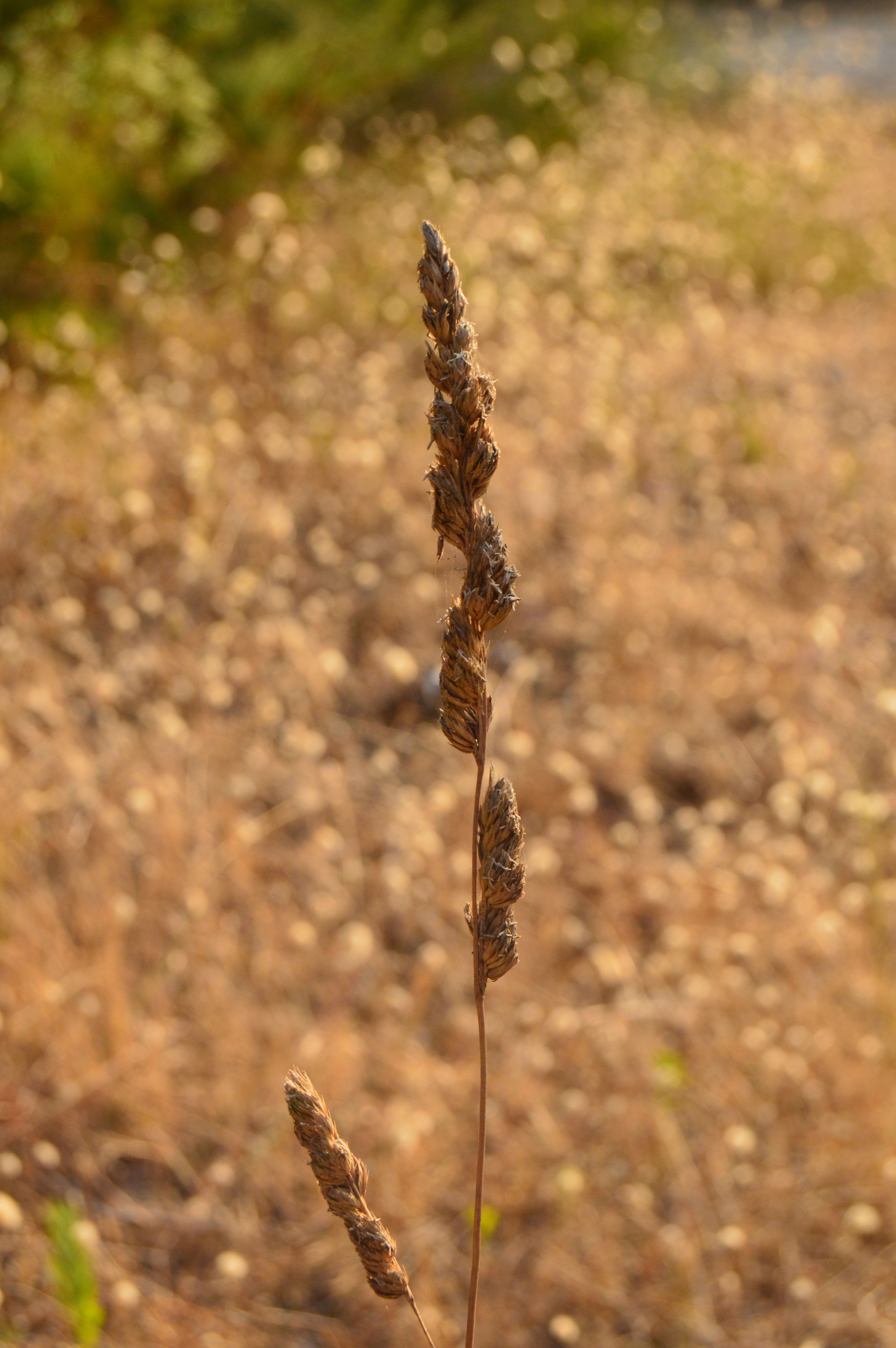 Solitary Seedhead Rising Through a Golden Field Blur