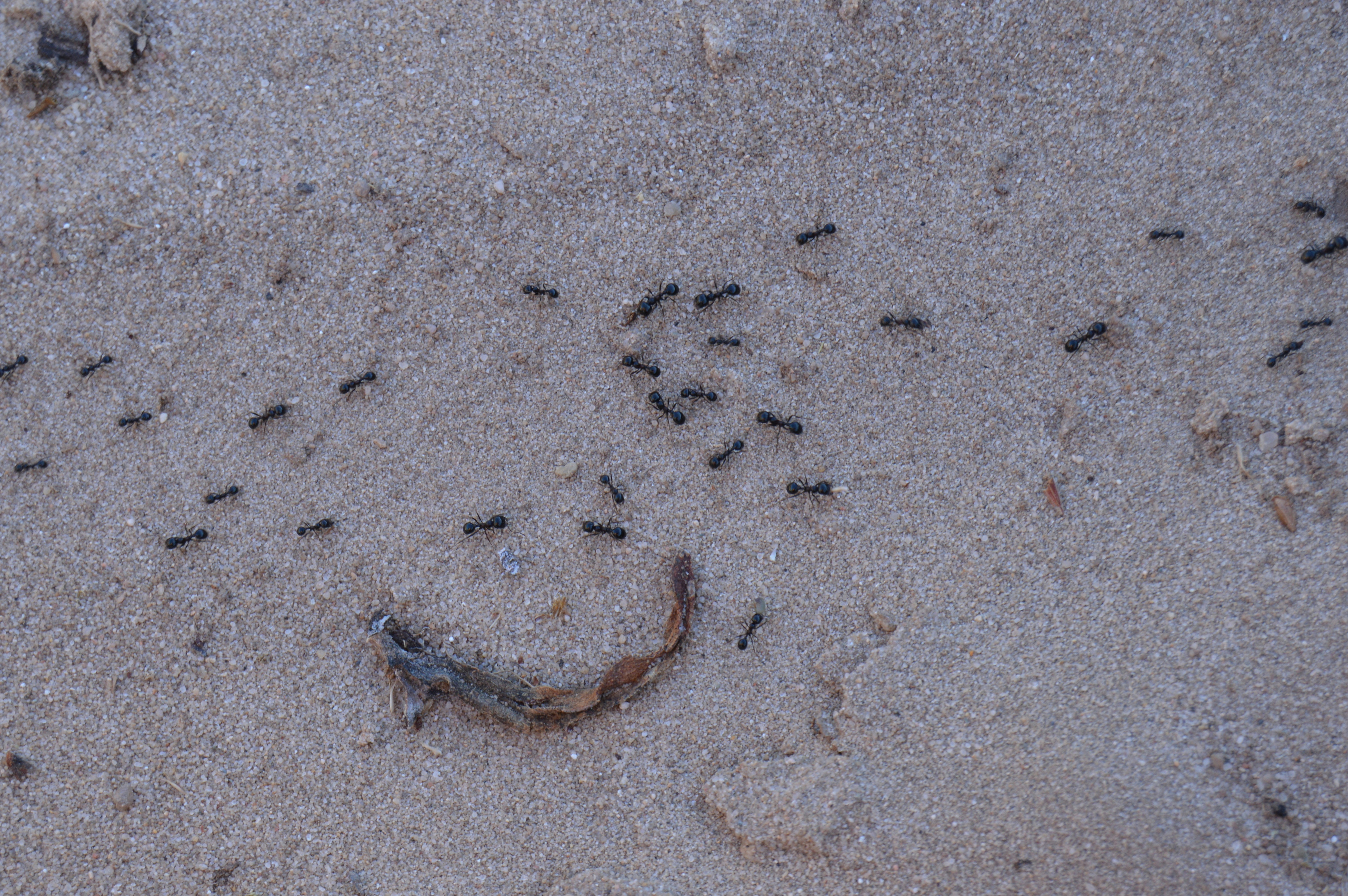 Whispers on the Grain: Tiny Ant Trail Across a Sandy Shore