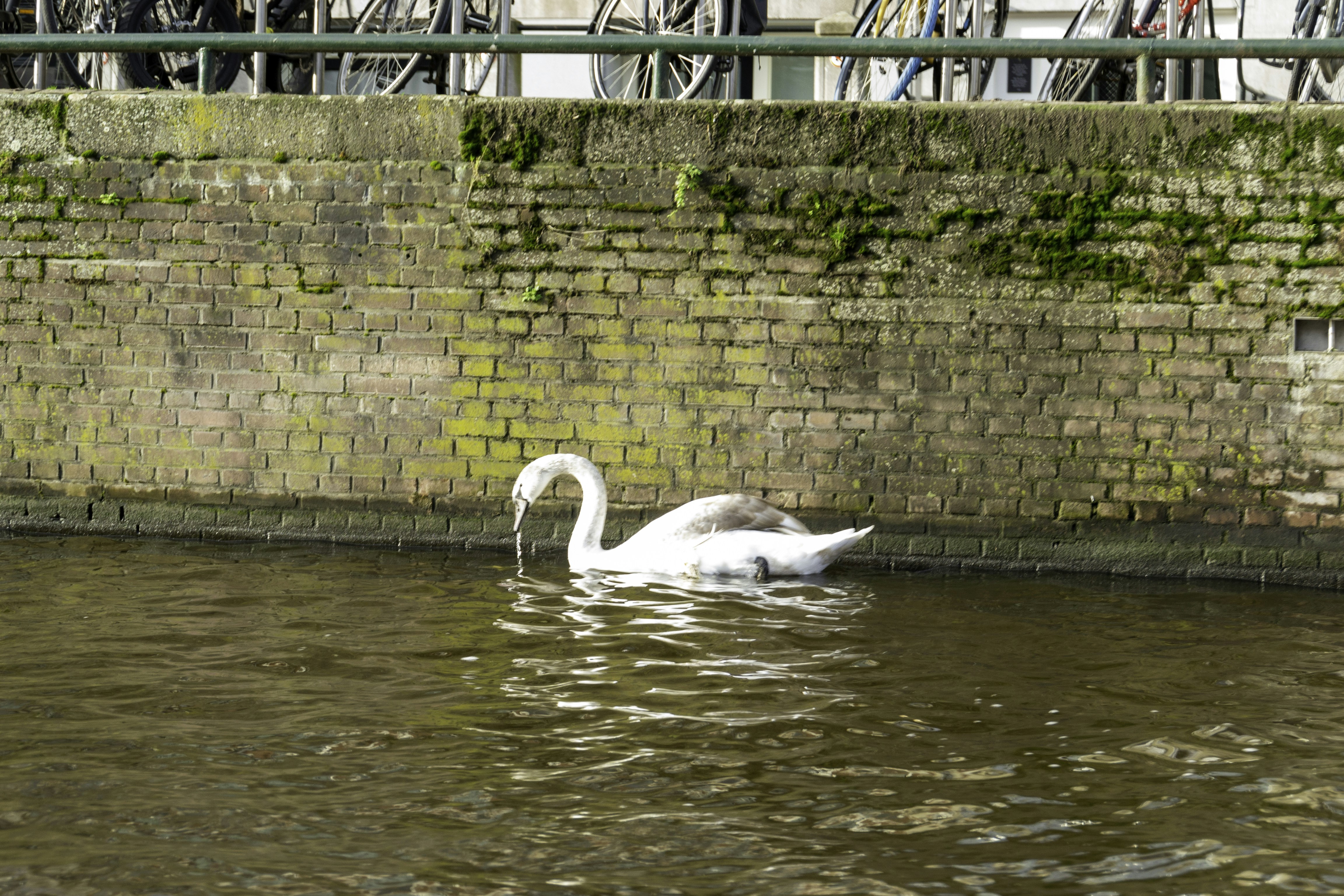 Swan in calm river beside mossy brick embankment