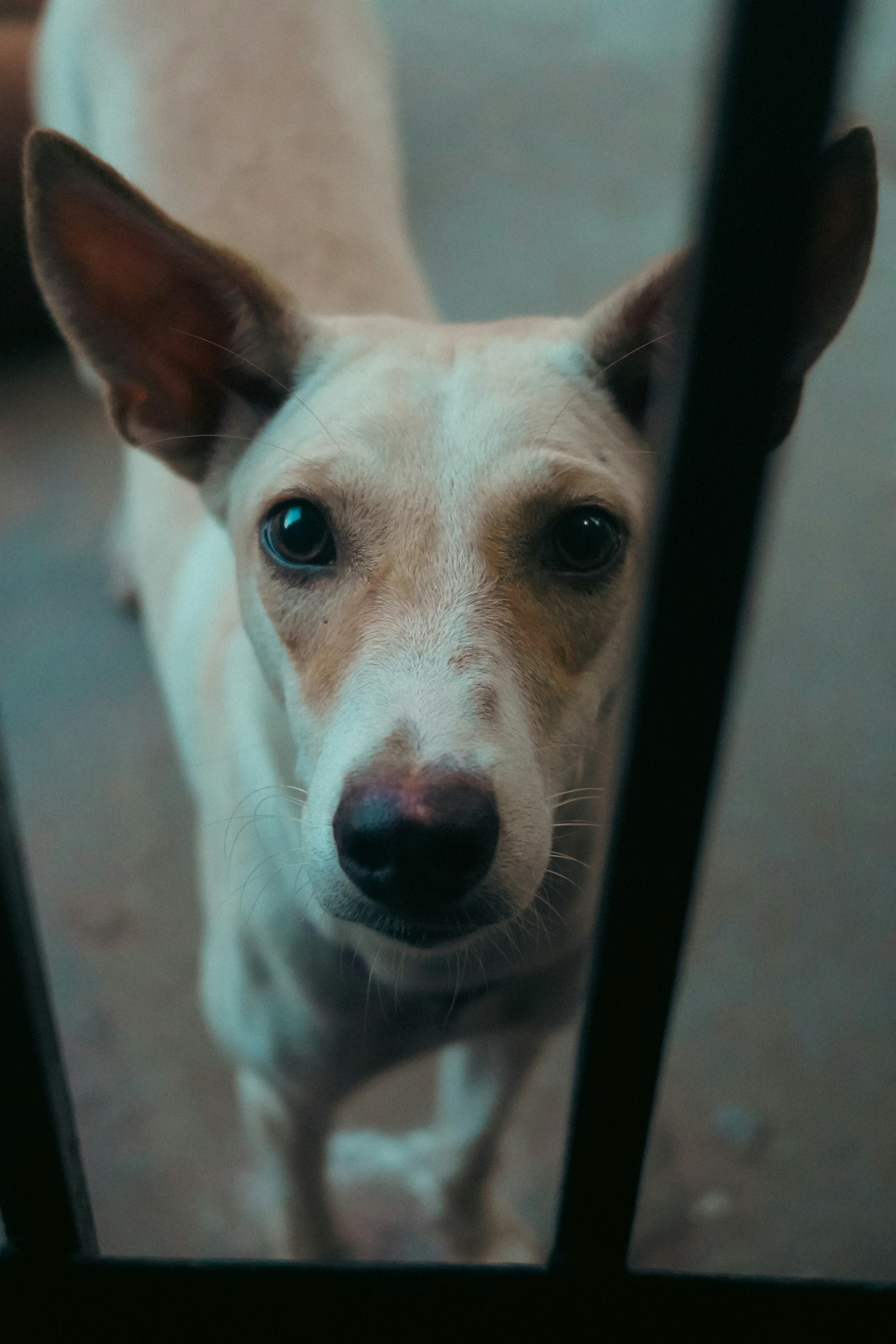 Between the Bars: A Pup's Direct Gaze