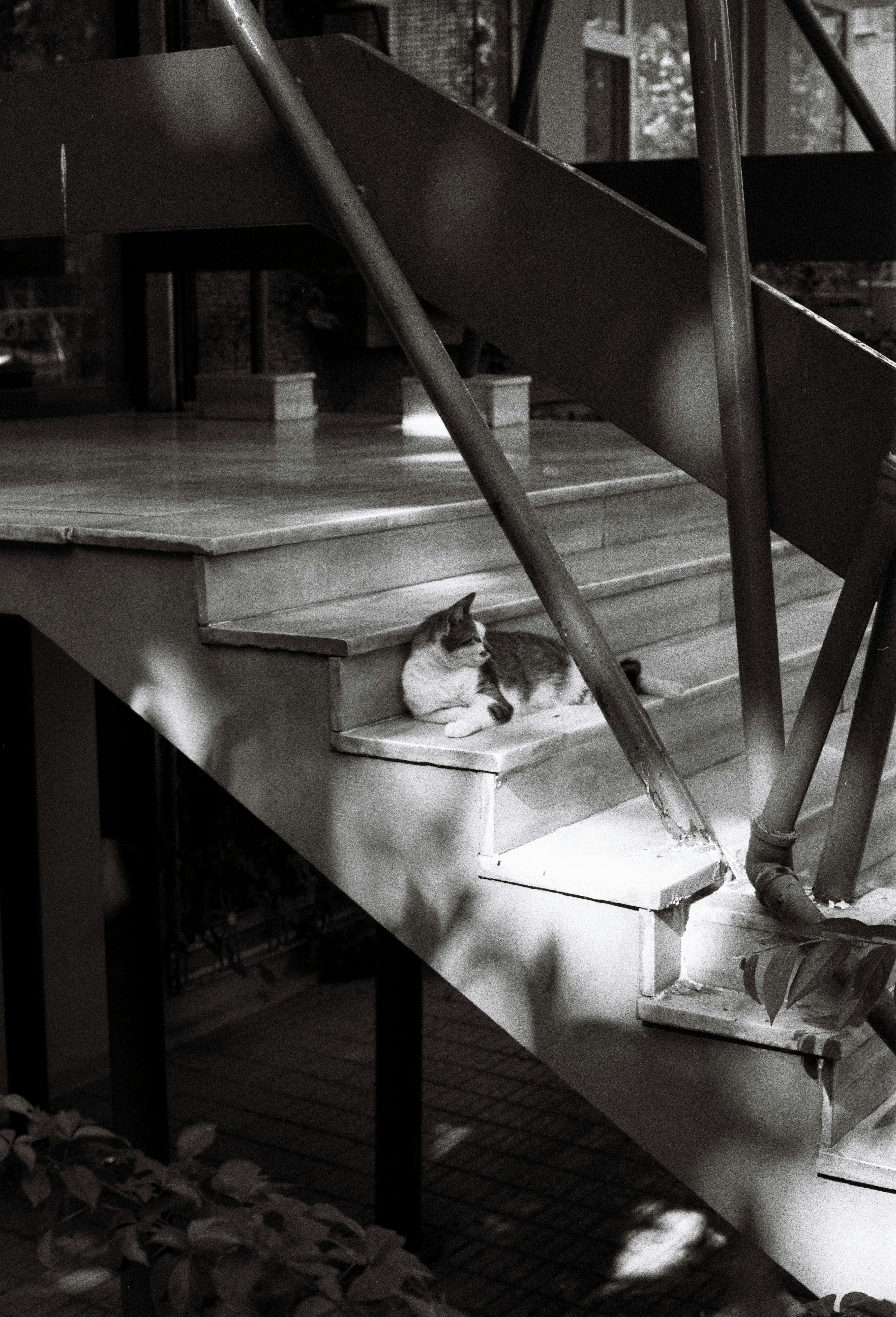 Cat on the Iron Staircase: a Quiet Pause in Steel