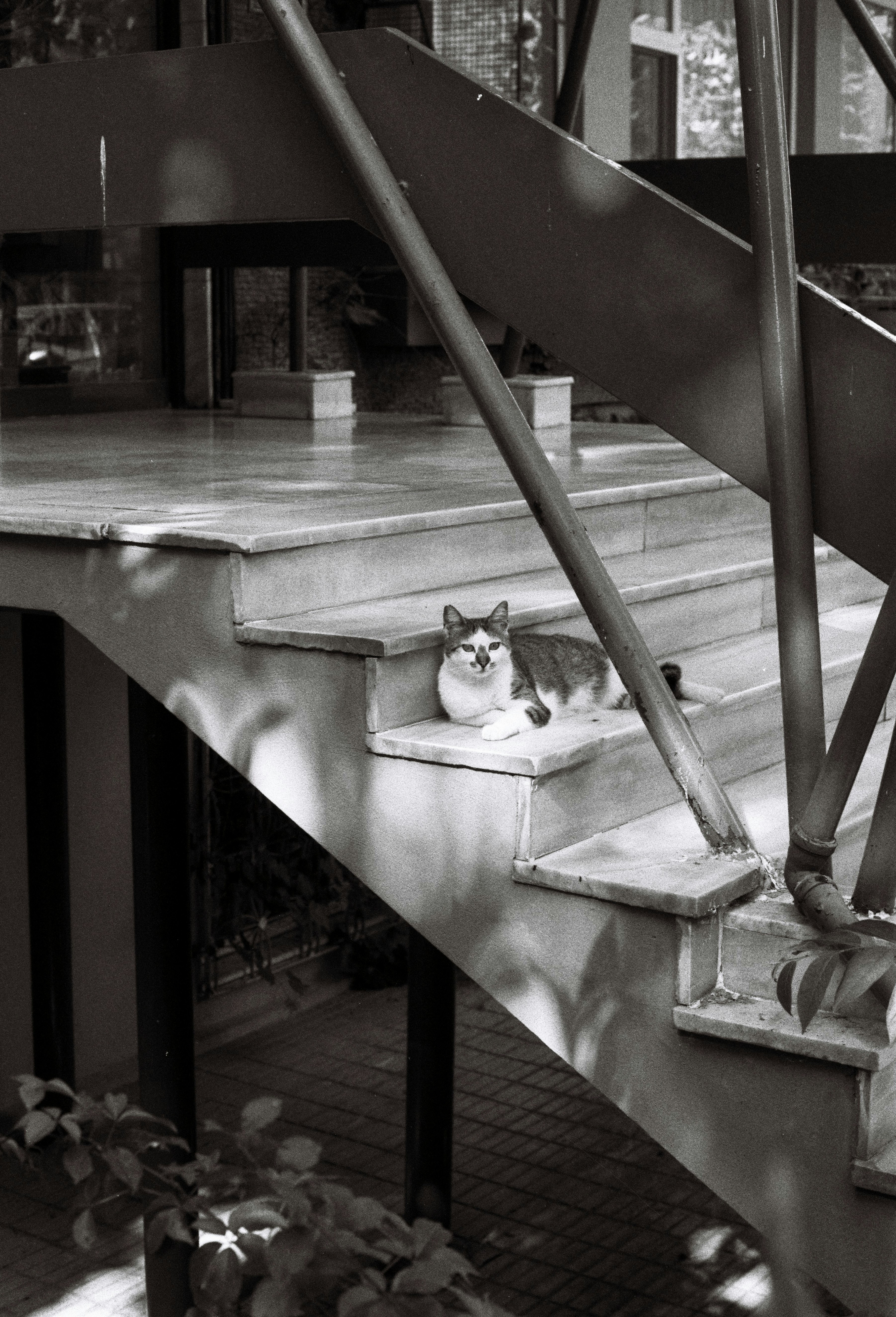 Concrete Quiet: Cat Reposes Beneath the Industrial Staircase