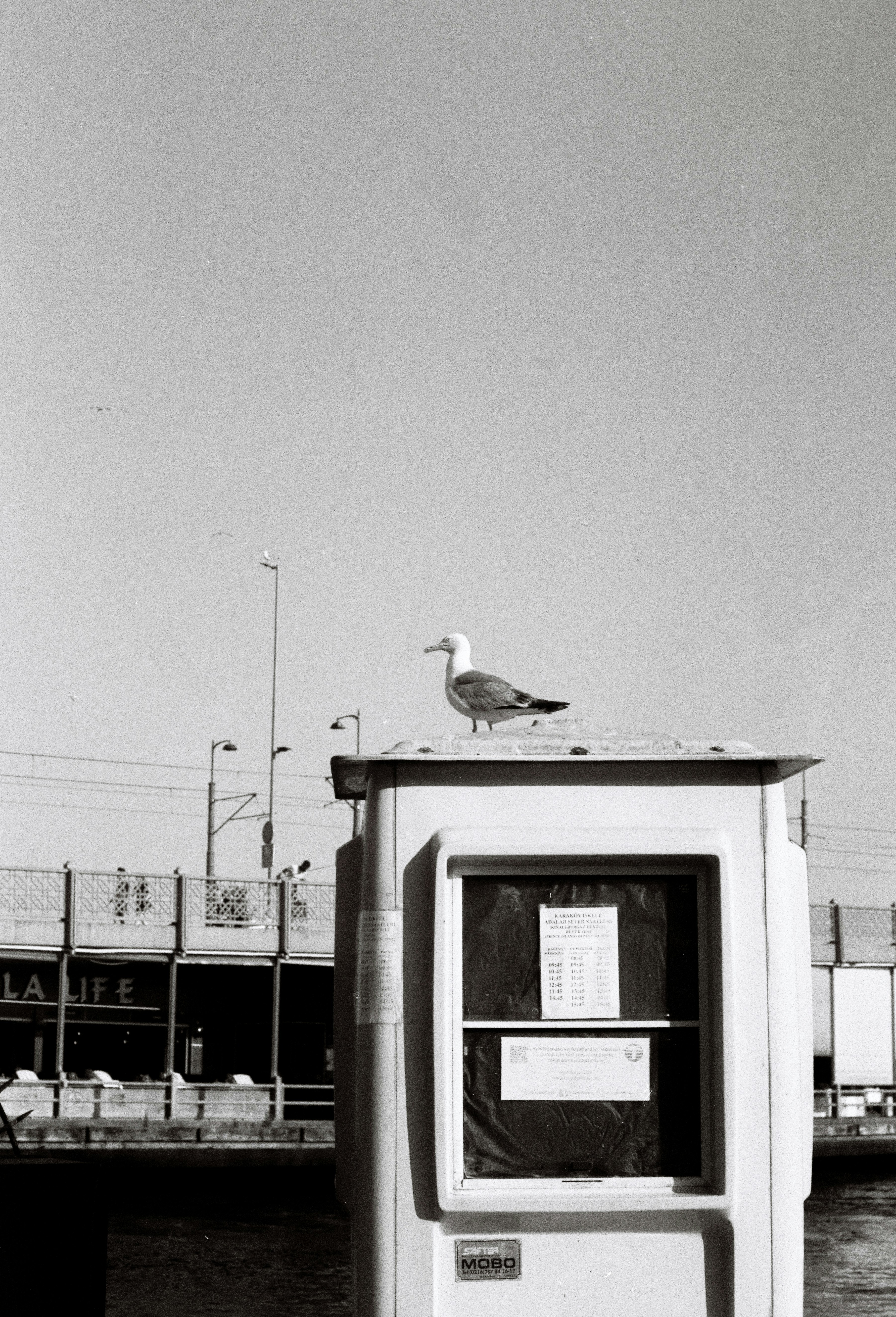 Seagull Sentinel on a Concrete Booth