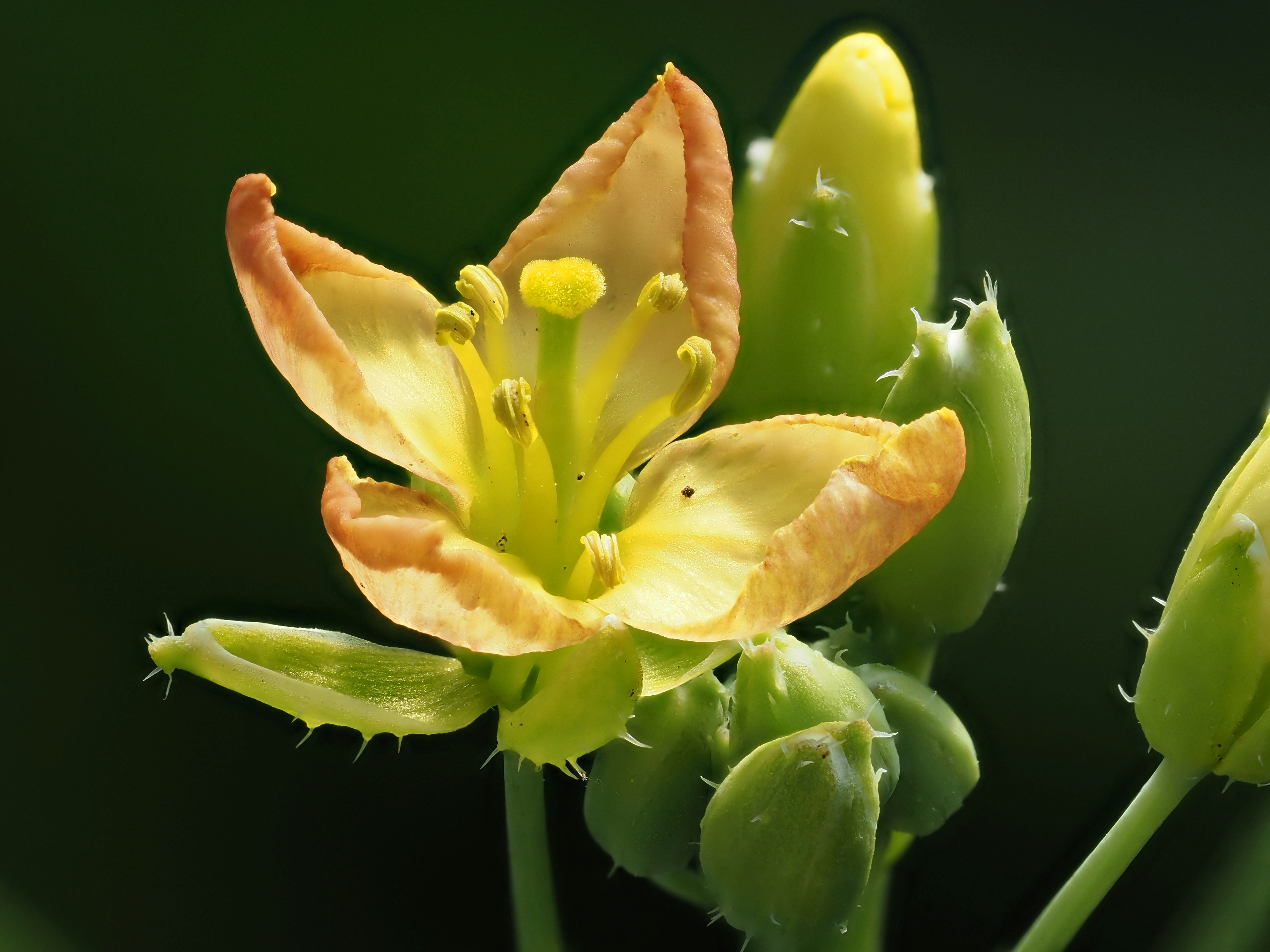 Peach-Edged Macro: A Sunlit Blossom Revealing Its Golden Heart