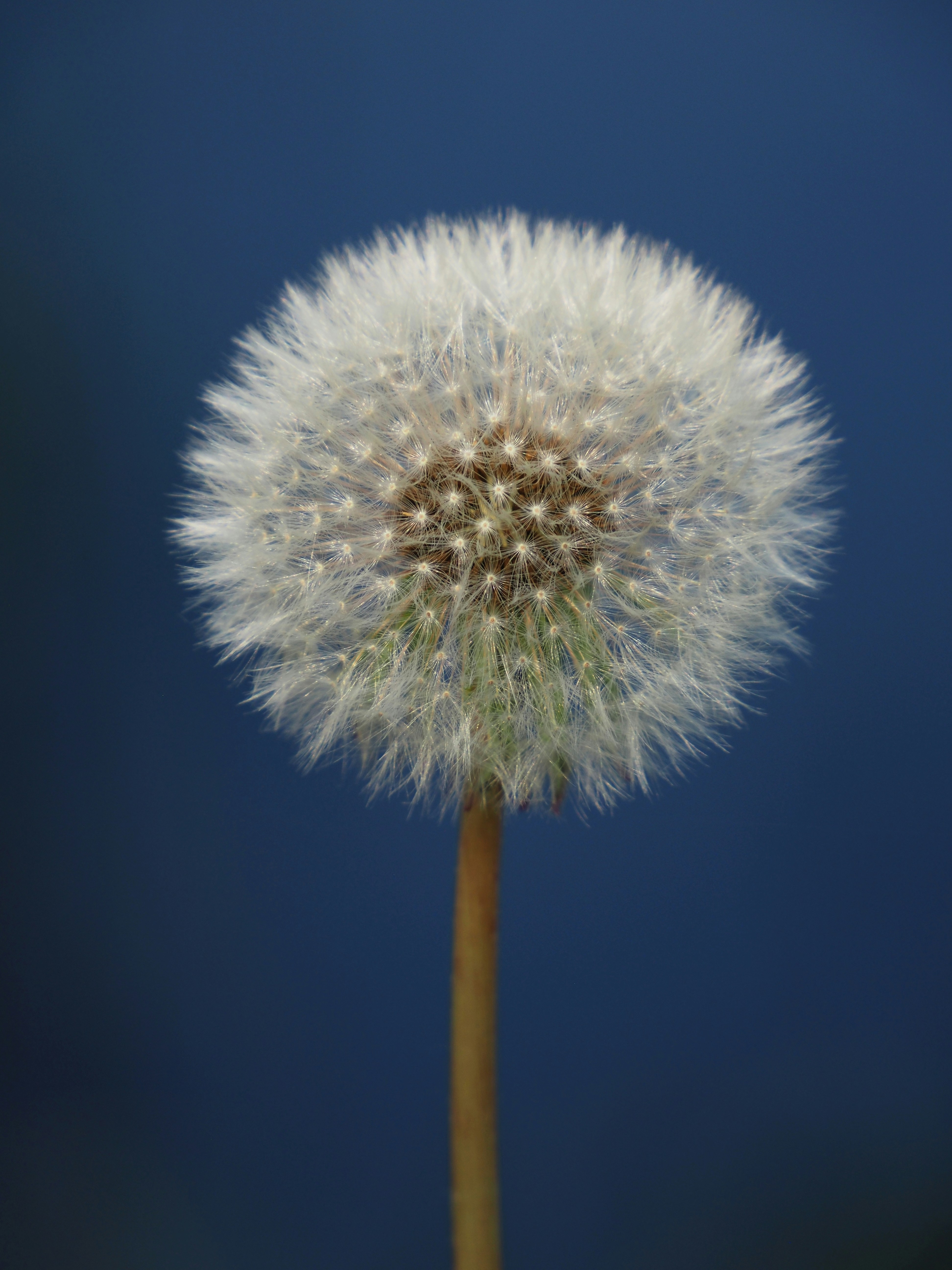Whispering Puff: a single seedhead in high blue
