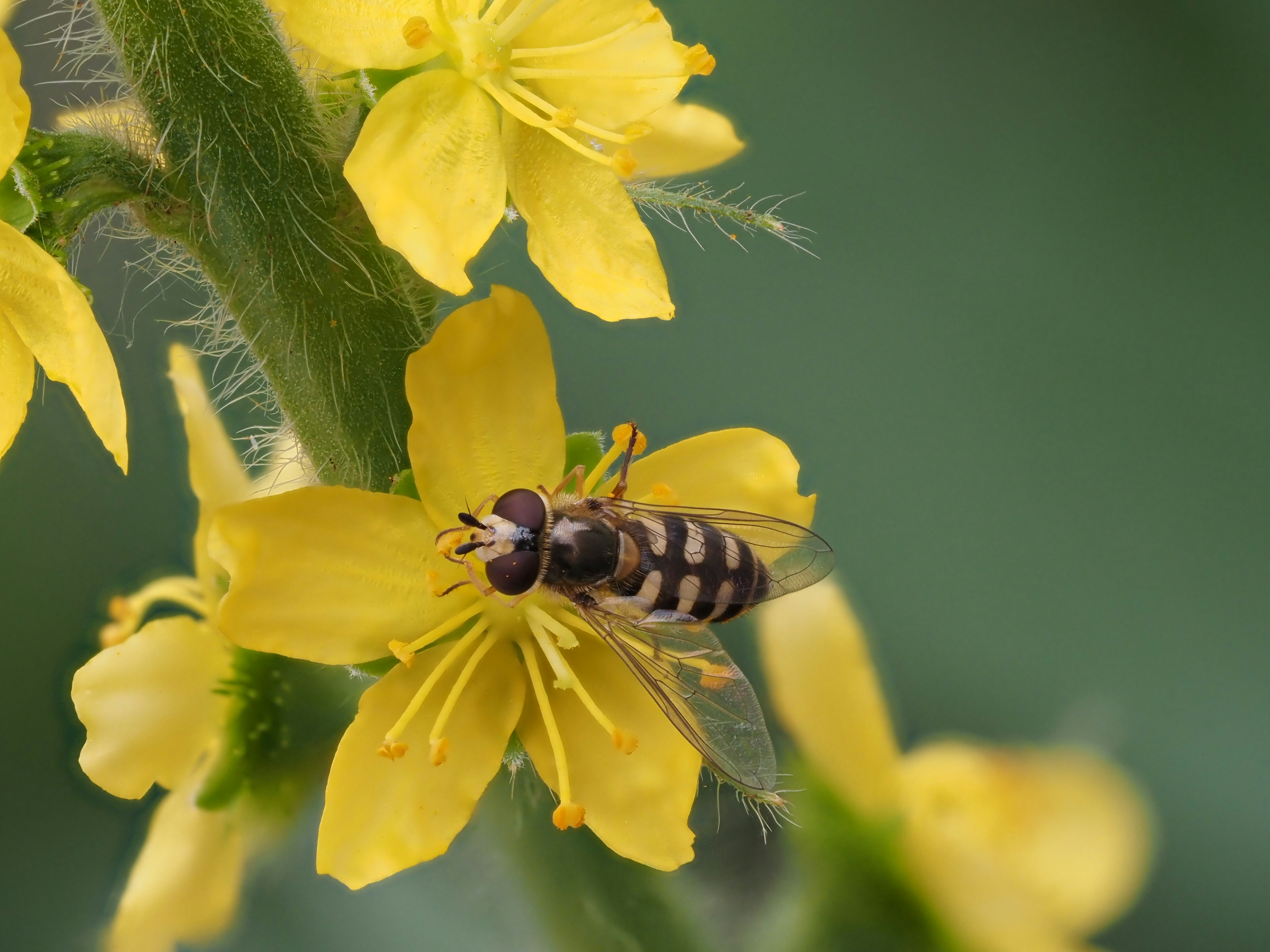 Hoverfly at the Heart of Sunlit Yellow Blooms