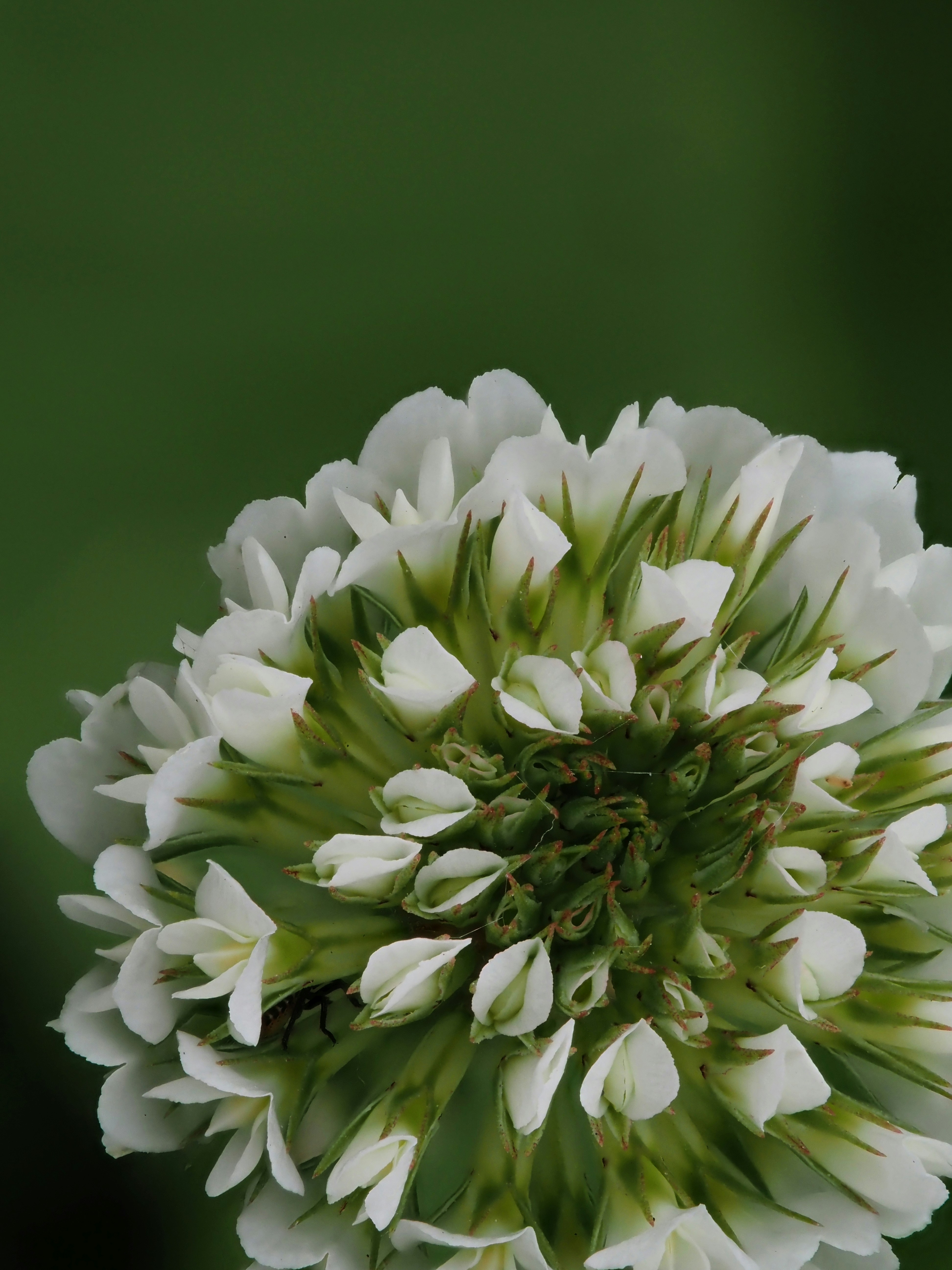 White Clover Pom-Pom in Velvet Green Blur
