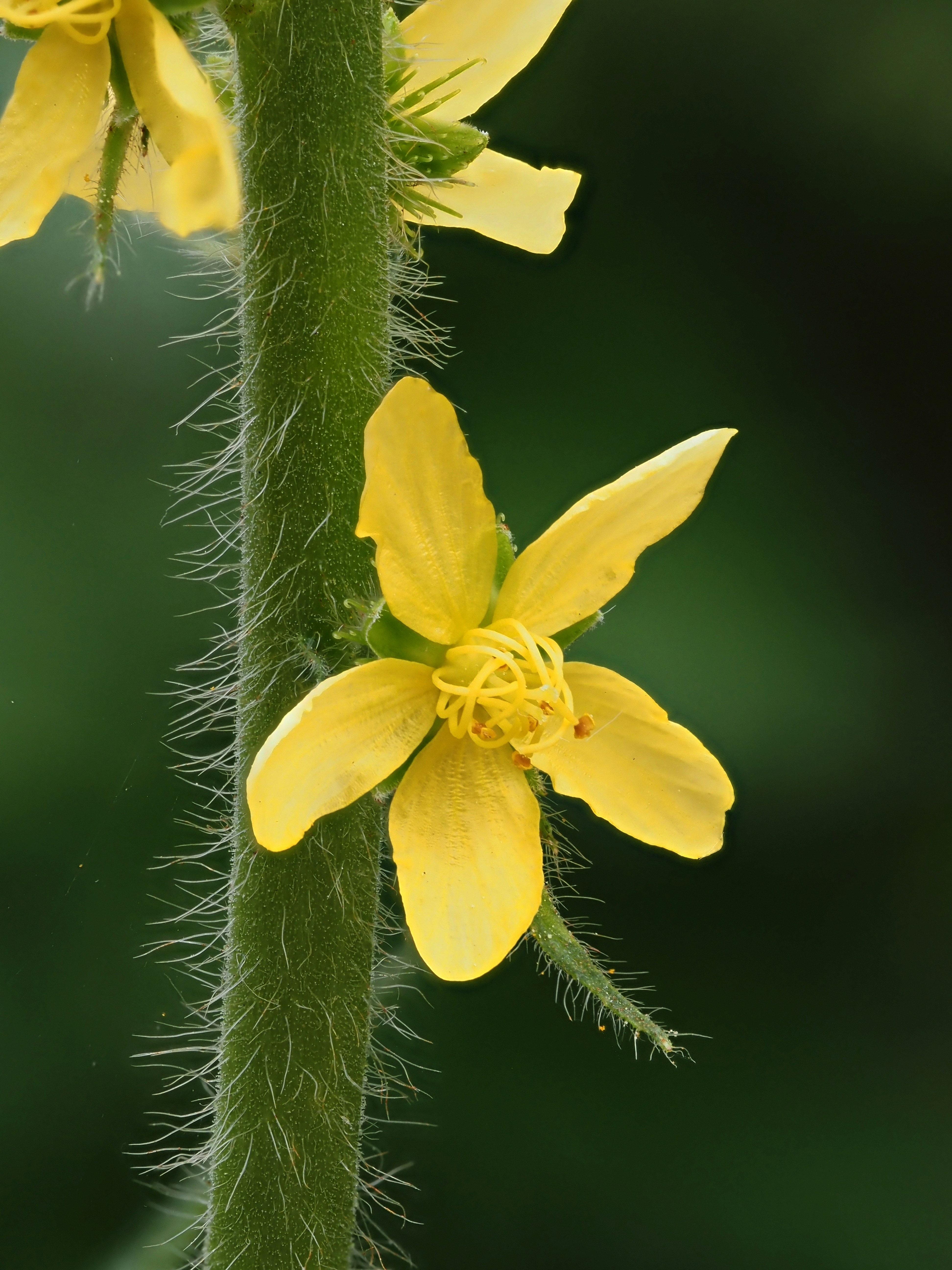 Morning Gold: A Macro Portrait of a Yellow Blossom on a Furry Green Stem