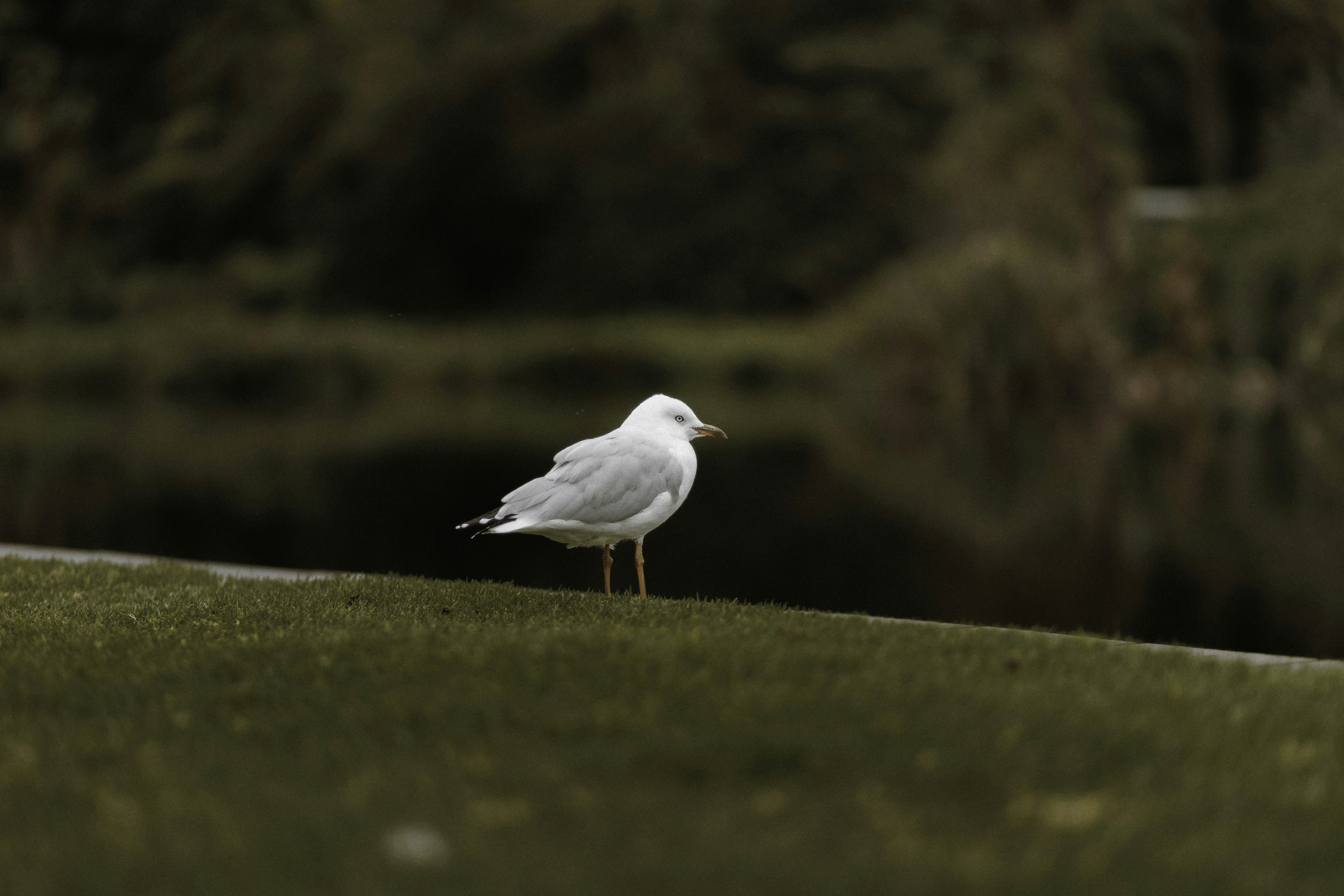 Photo by BehindTheTmuna with Canon EOS R6