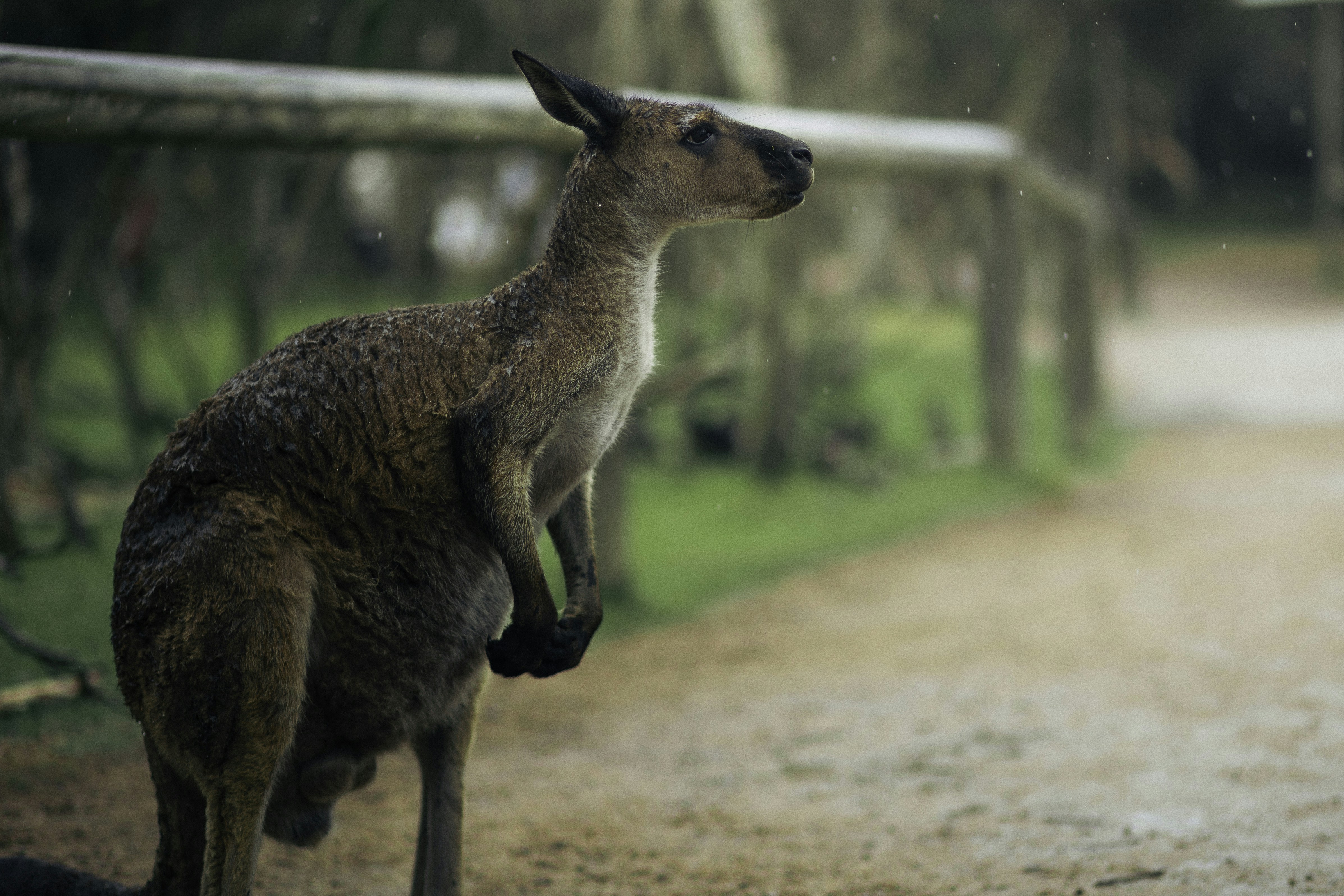 Un canguro parado sobre sus patas traseras en un camino de tierra foto ...