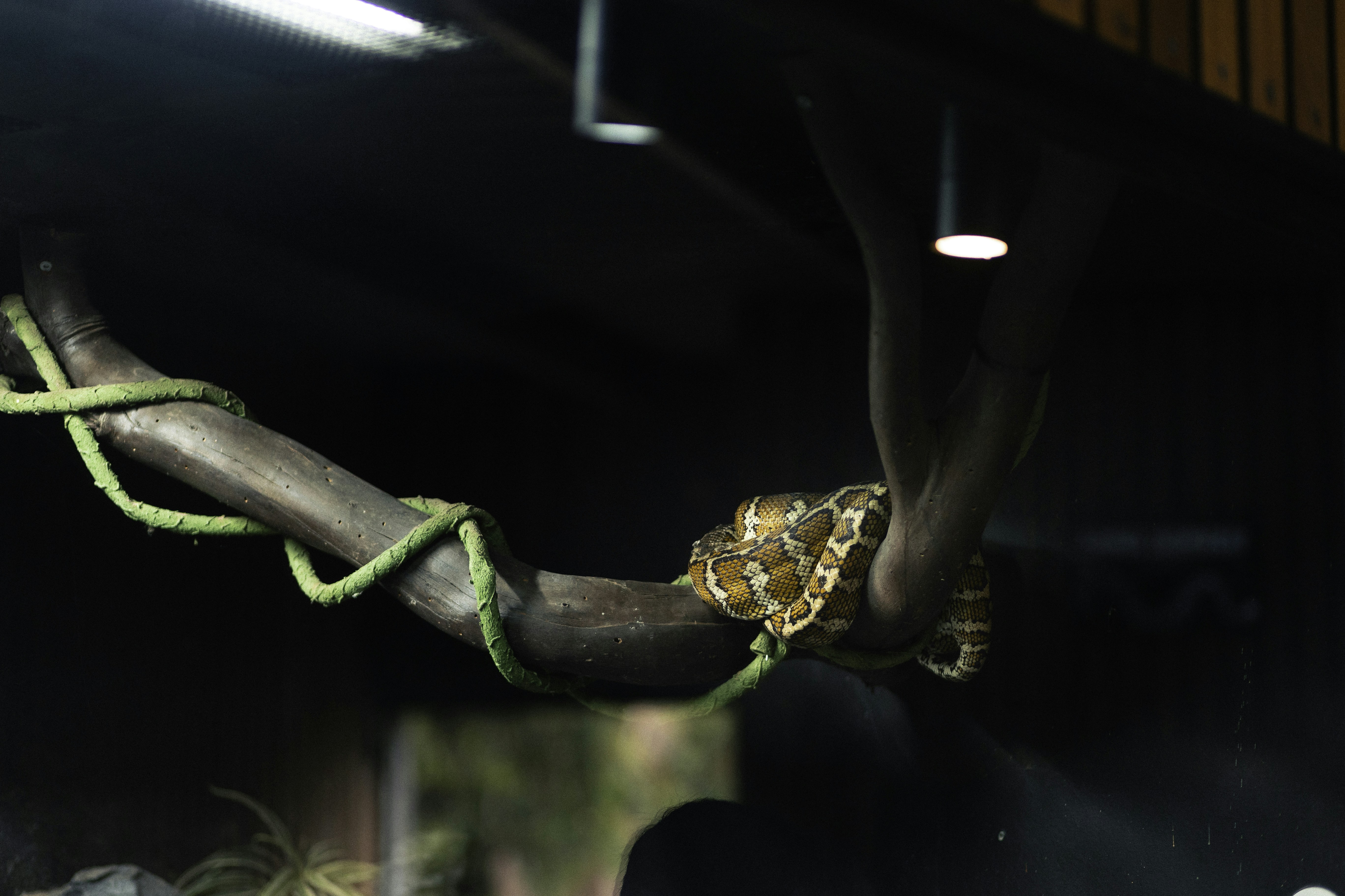 Coiled Copper: A Cobra Resting on Trellis Branch Under Ambient Light