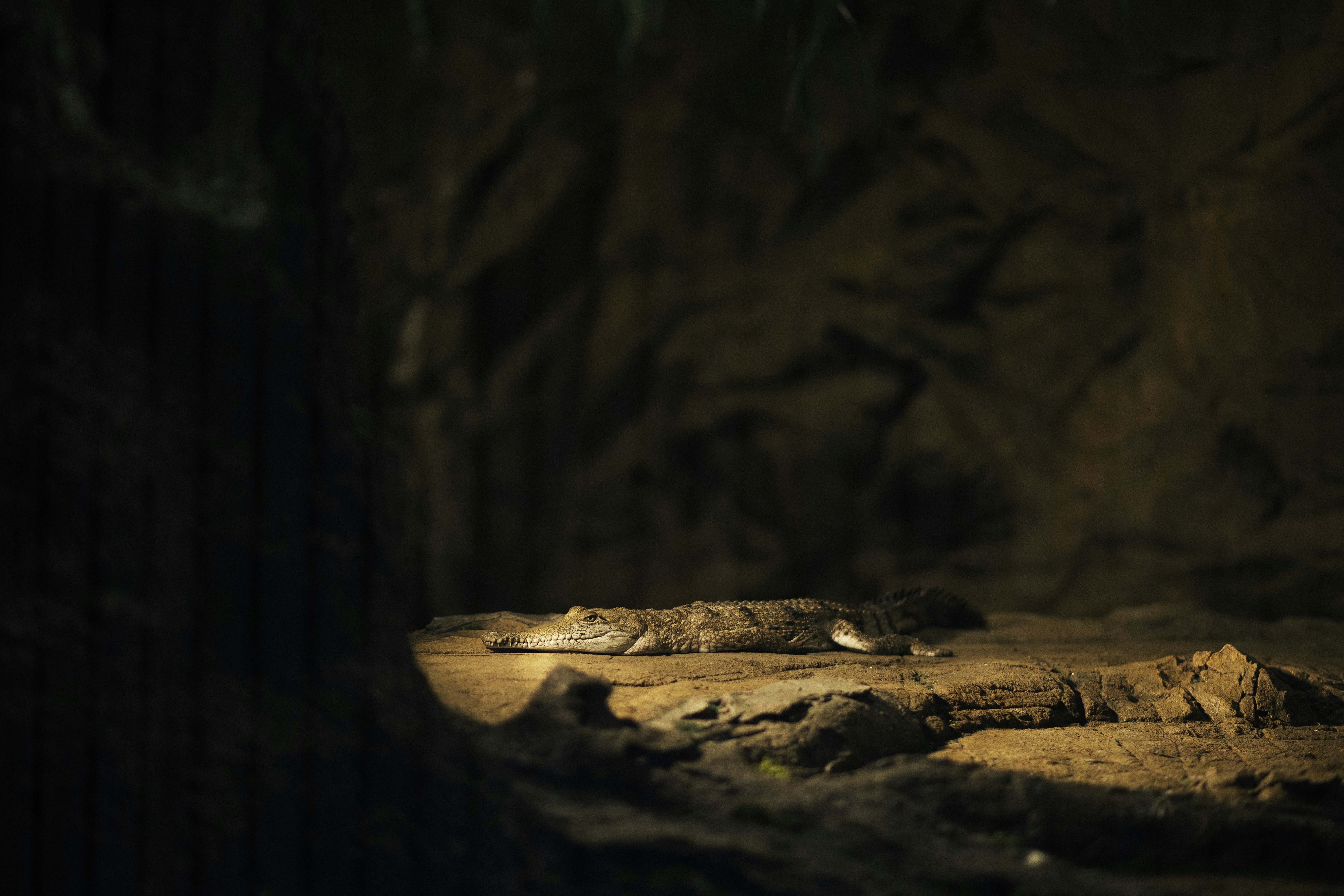 Cave Spotlight: Sunlit Crocodile on a Quiet Rock