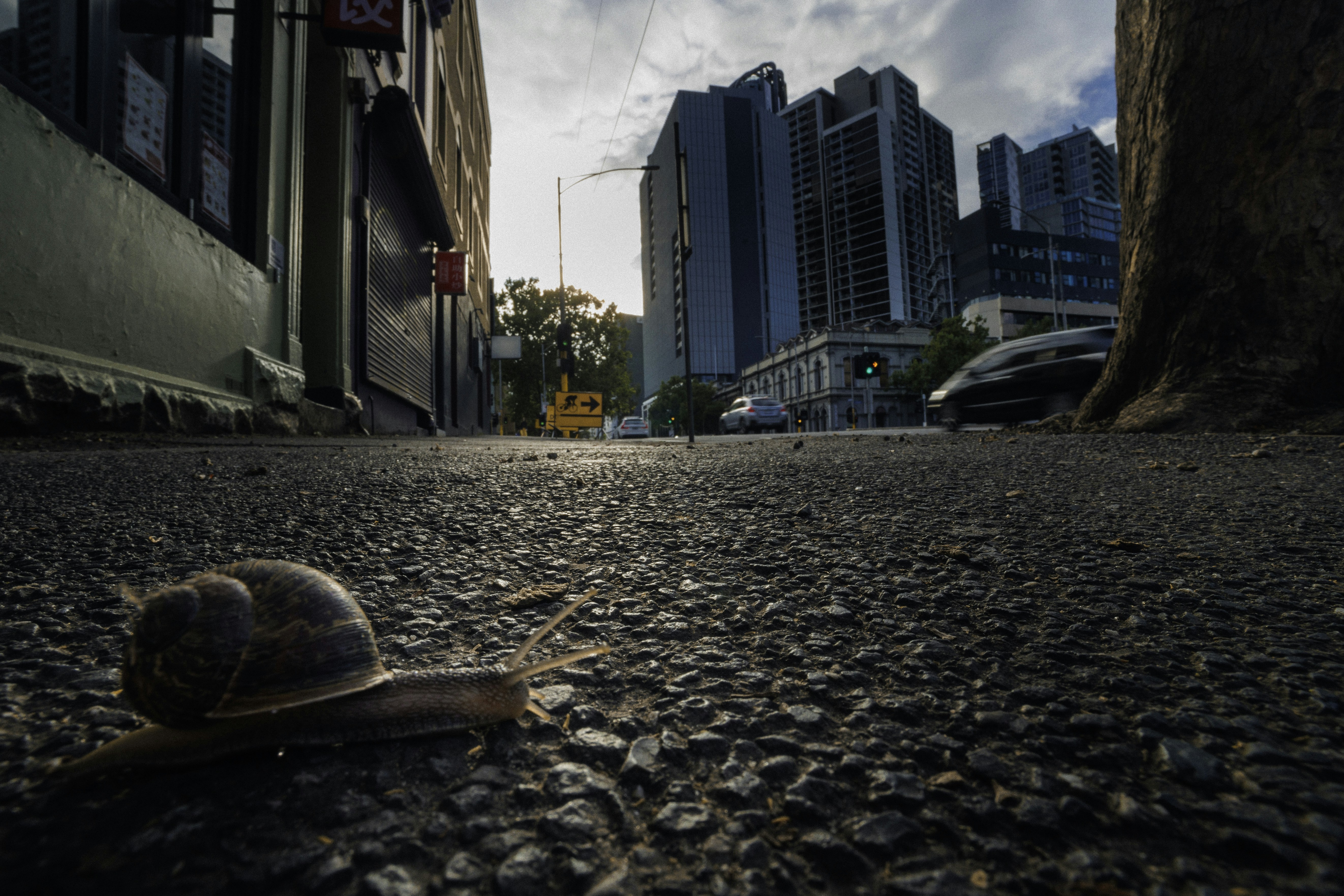 Urban Ground: A Snail's Dusk Crossing Beneath Skyscrapers