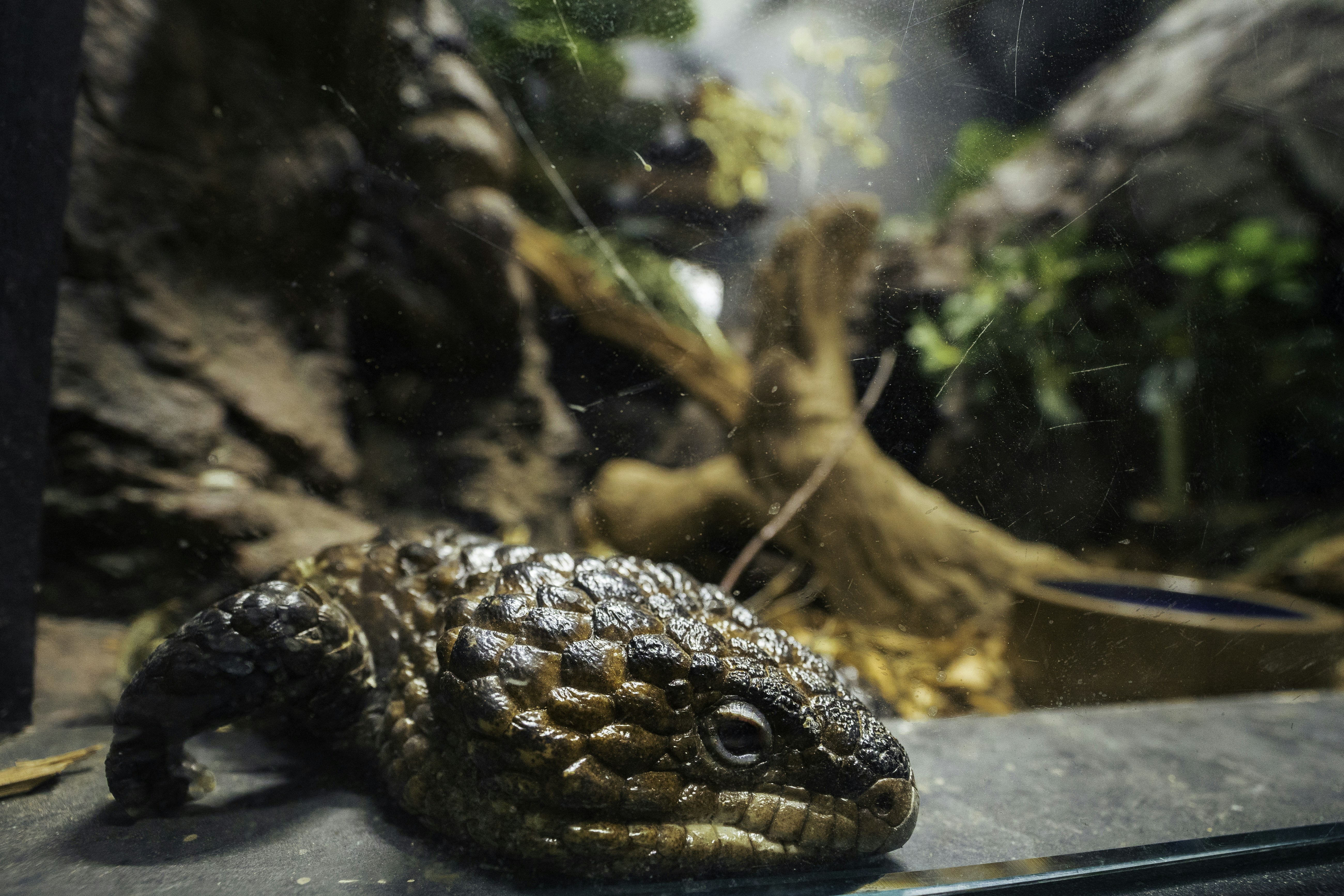 Coiled Dragon Head Resting on a Glass Threshold