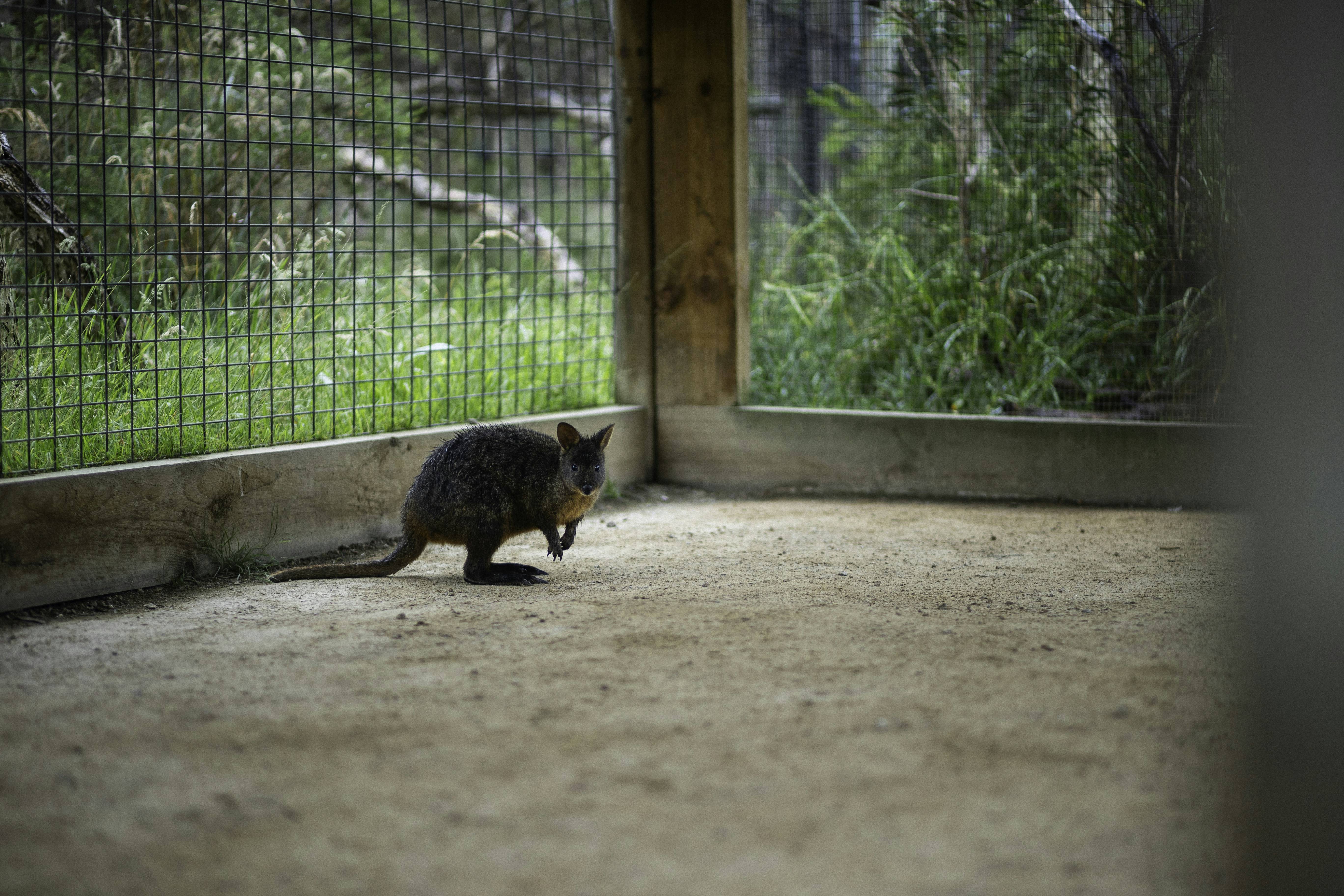 Curious Squirrel at the Boundary of a Wood-Framed Enclosure