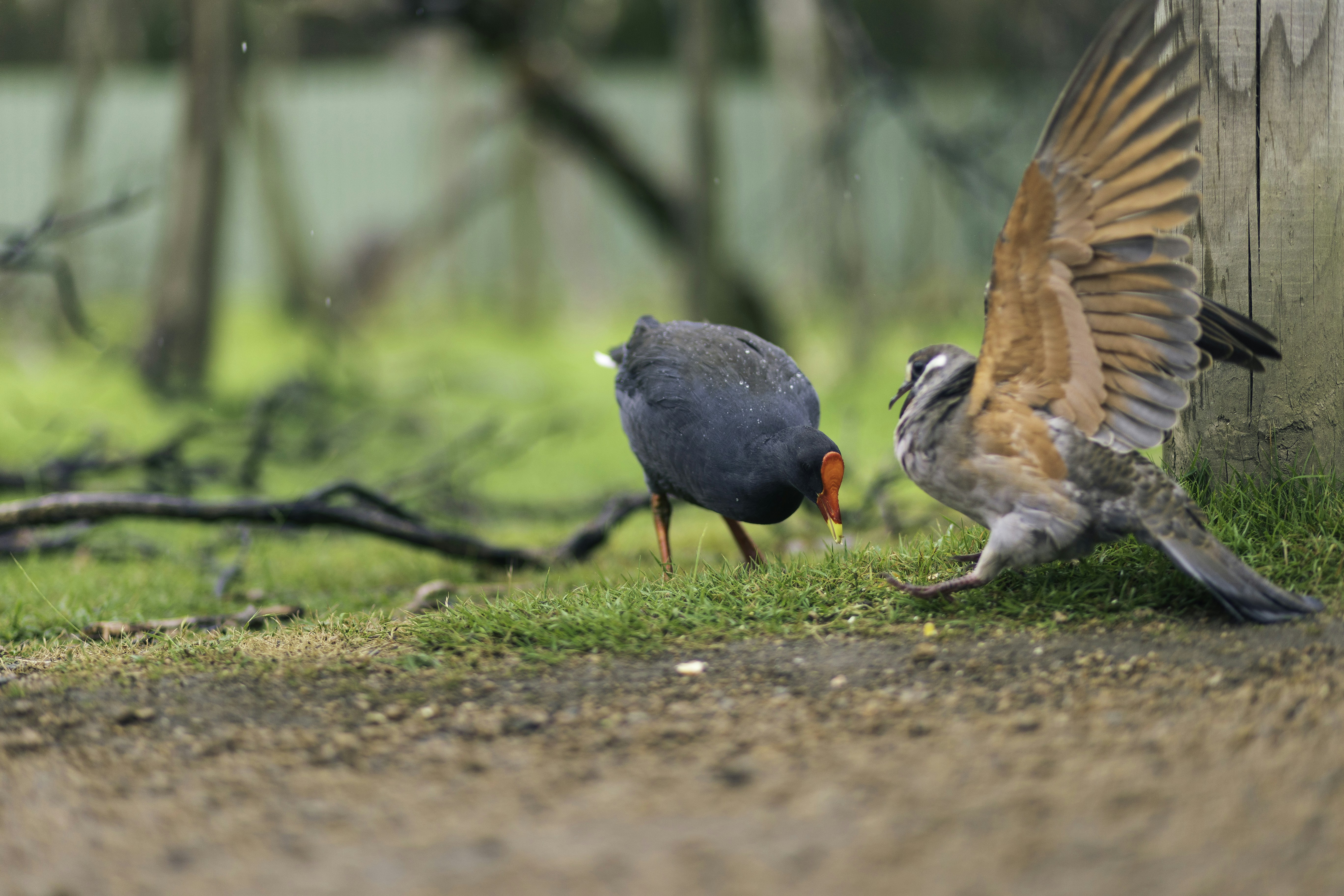 Winged Moment by the Fence: Moorhen Encounter in Soft Morning Light