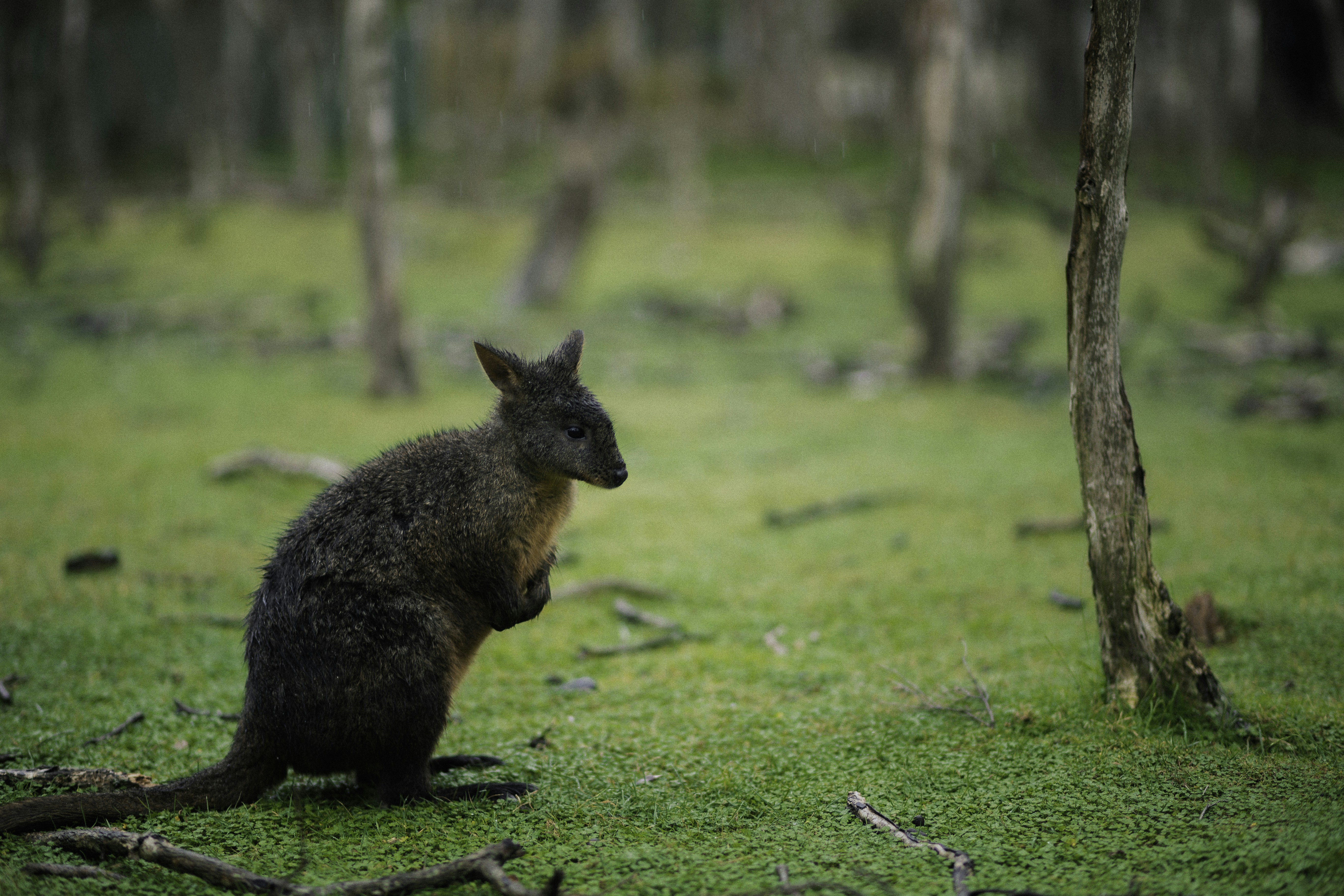 Sable on Moss: A Quiet Moment in the Woods