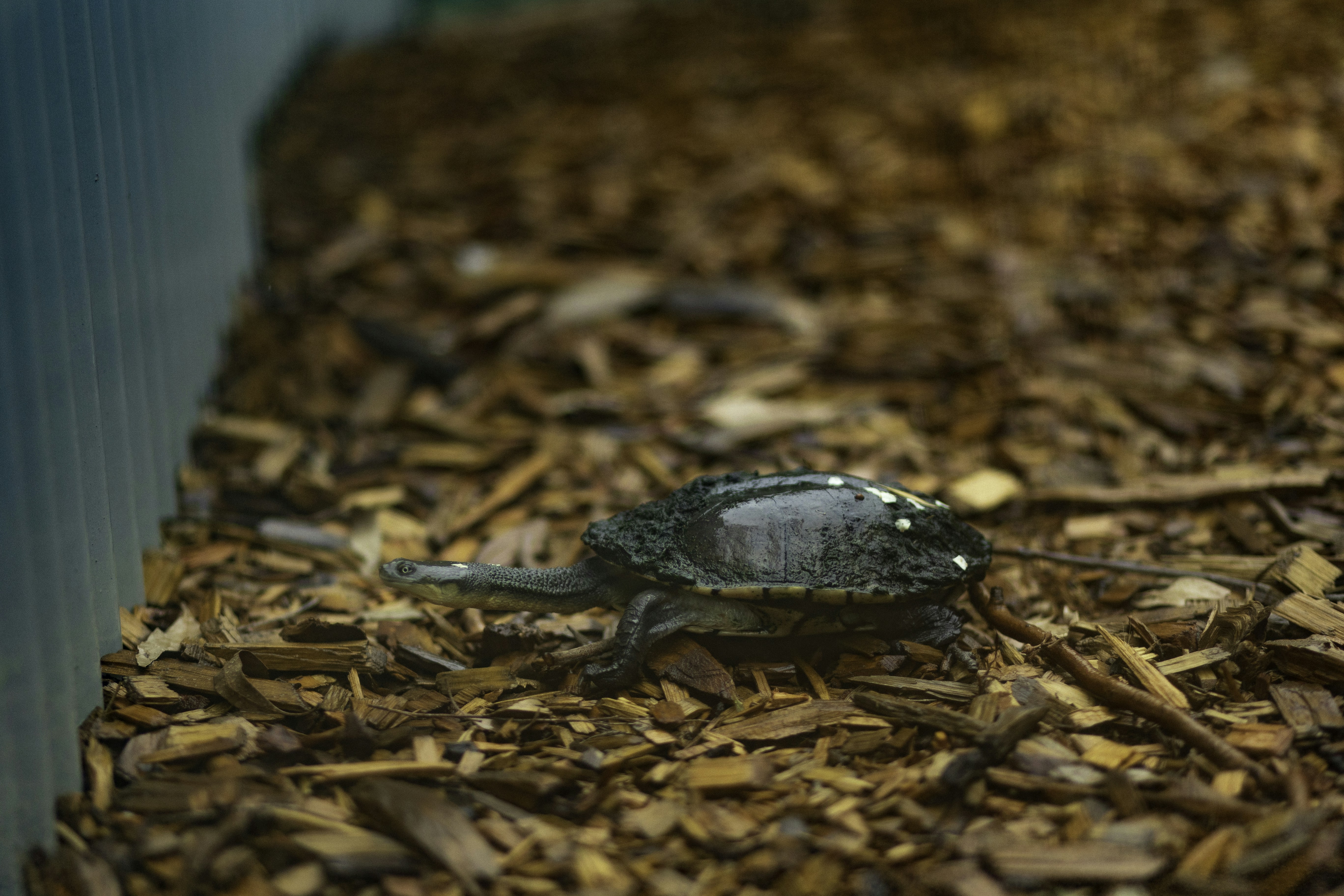 Terrarium Drifter: A Tiny Turtle Navigating a Chip-Paved Floor
