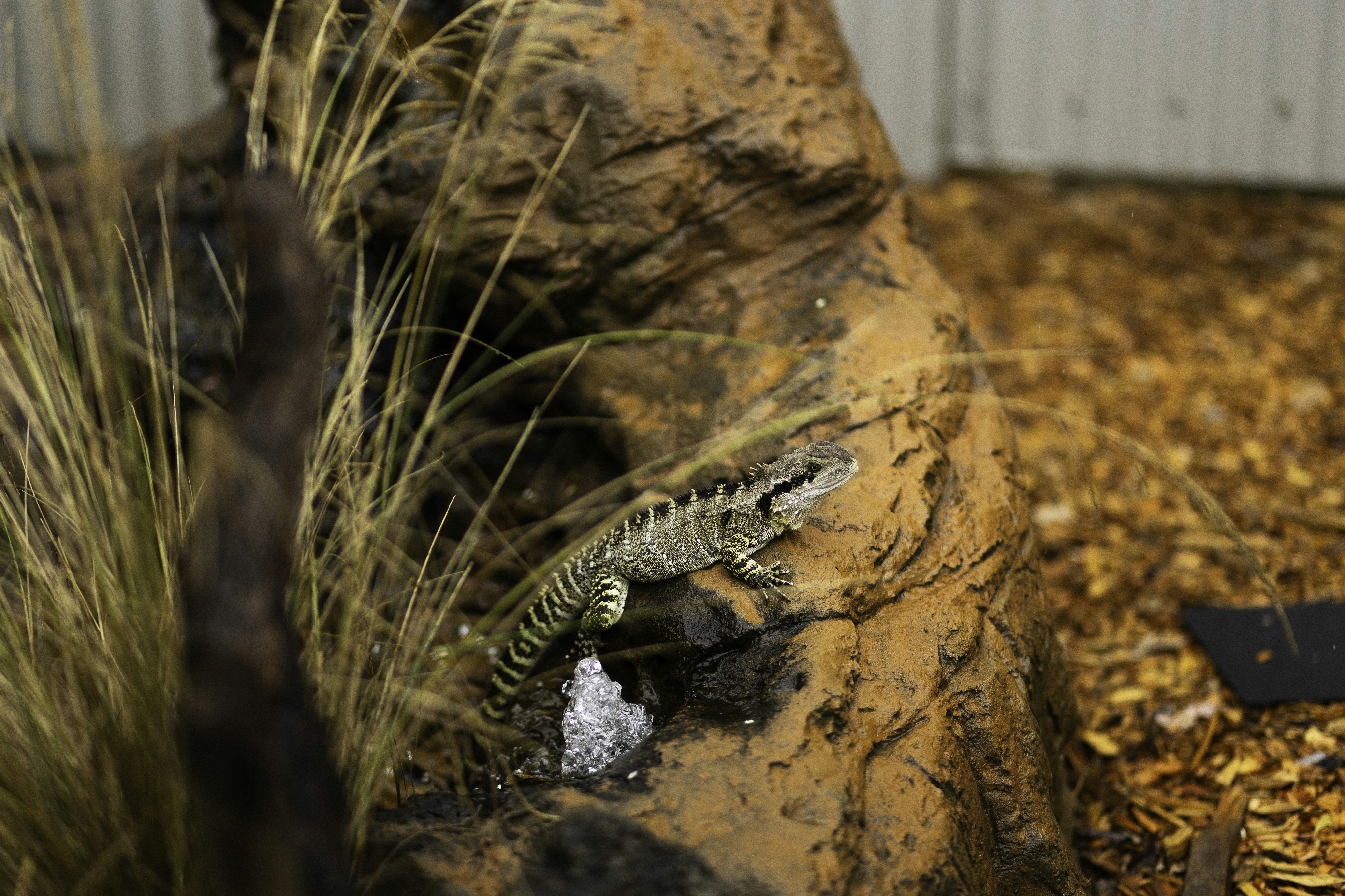A large lizard laying on top of a pile of dirt photo – Free Animal ...