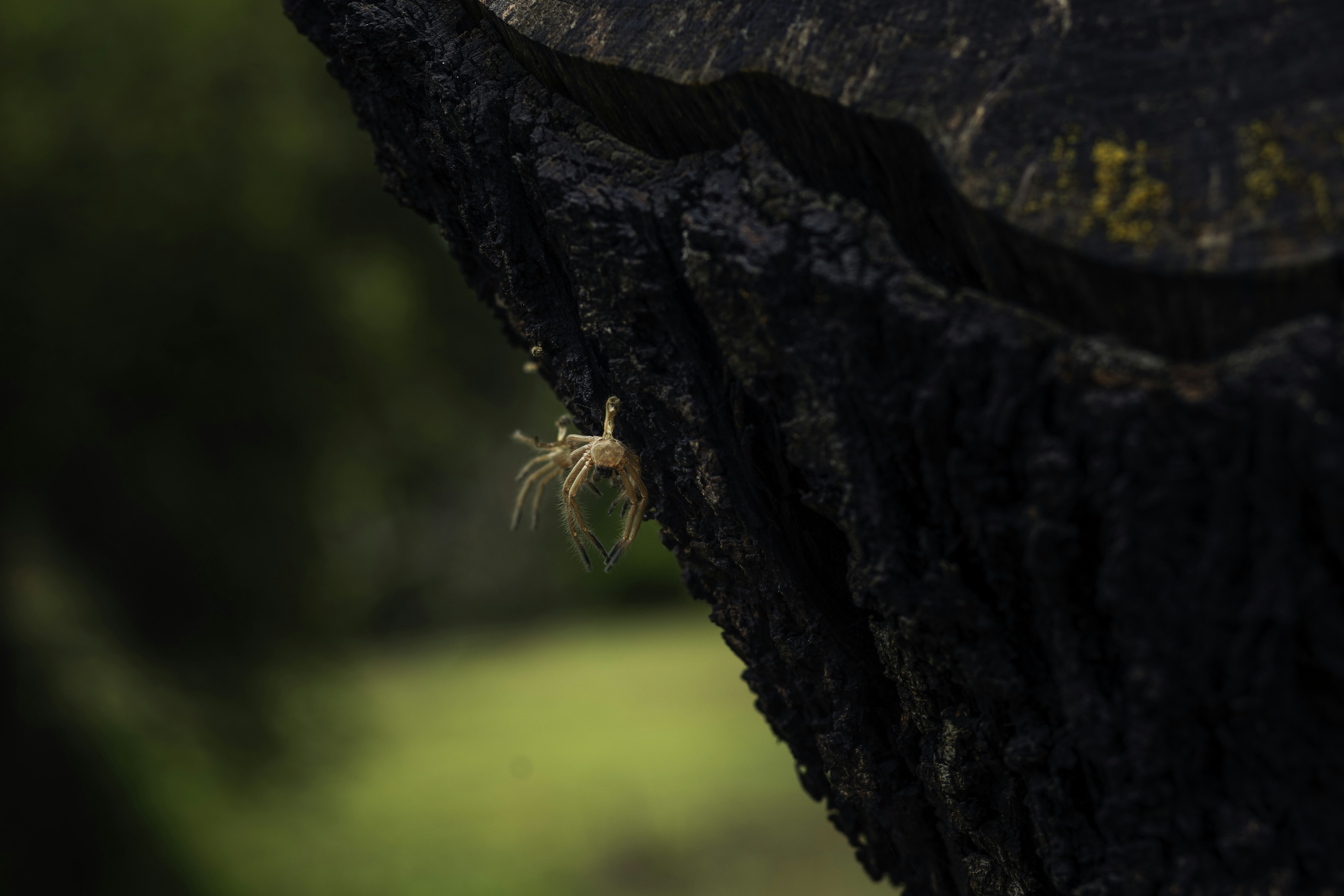 Lone Seed on Charred Bark, Quietly Lit by Forest Glow