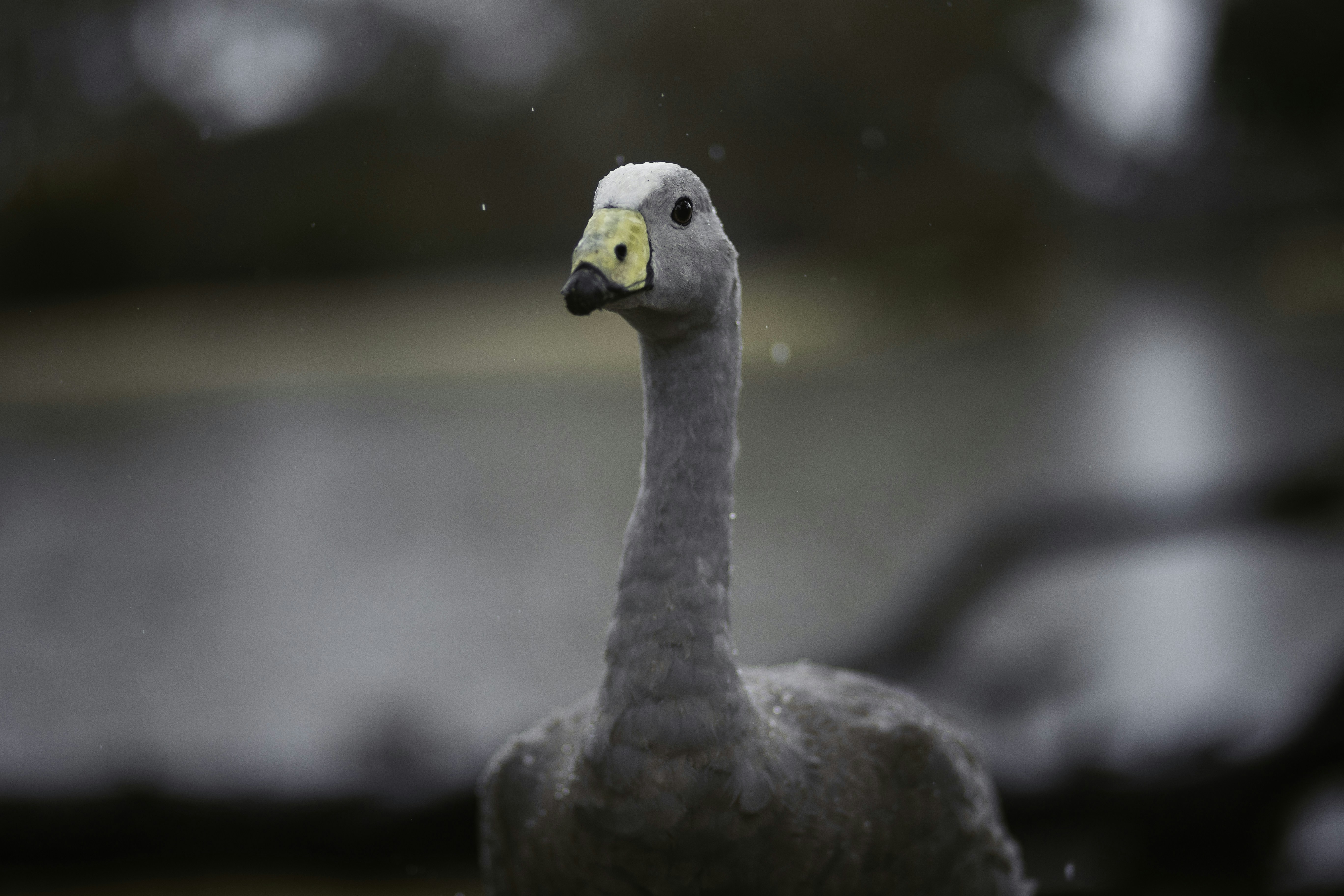 Gaze of the Cygnet: a mute swan peers from a misty lakeside