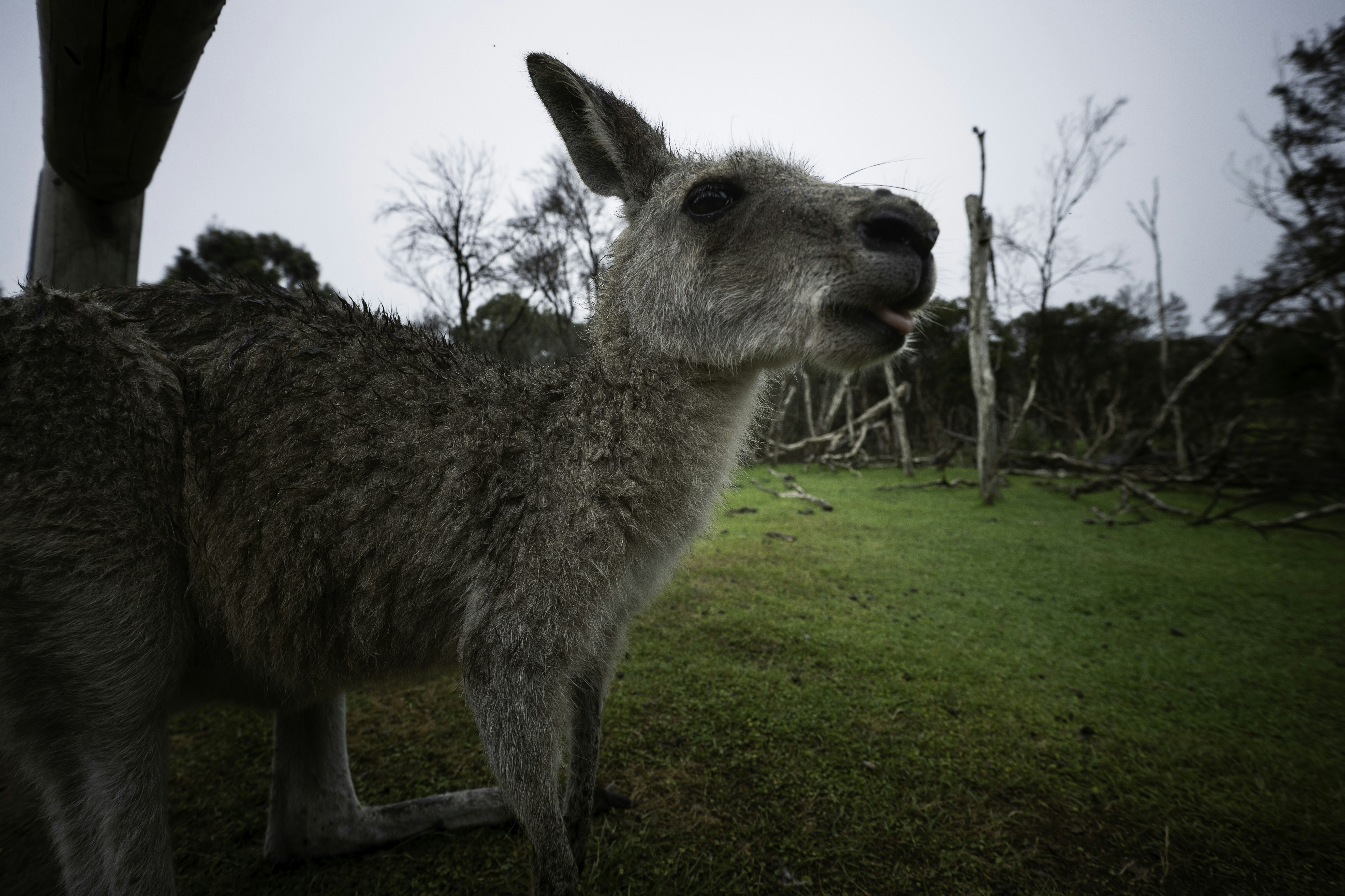 Close-Up of a Curious Deer in a Dim, Fenced Clearing