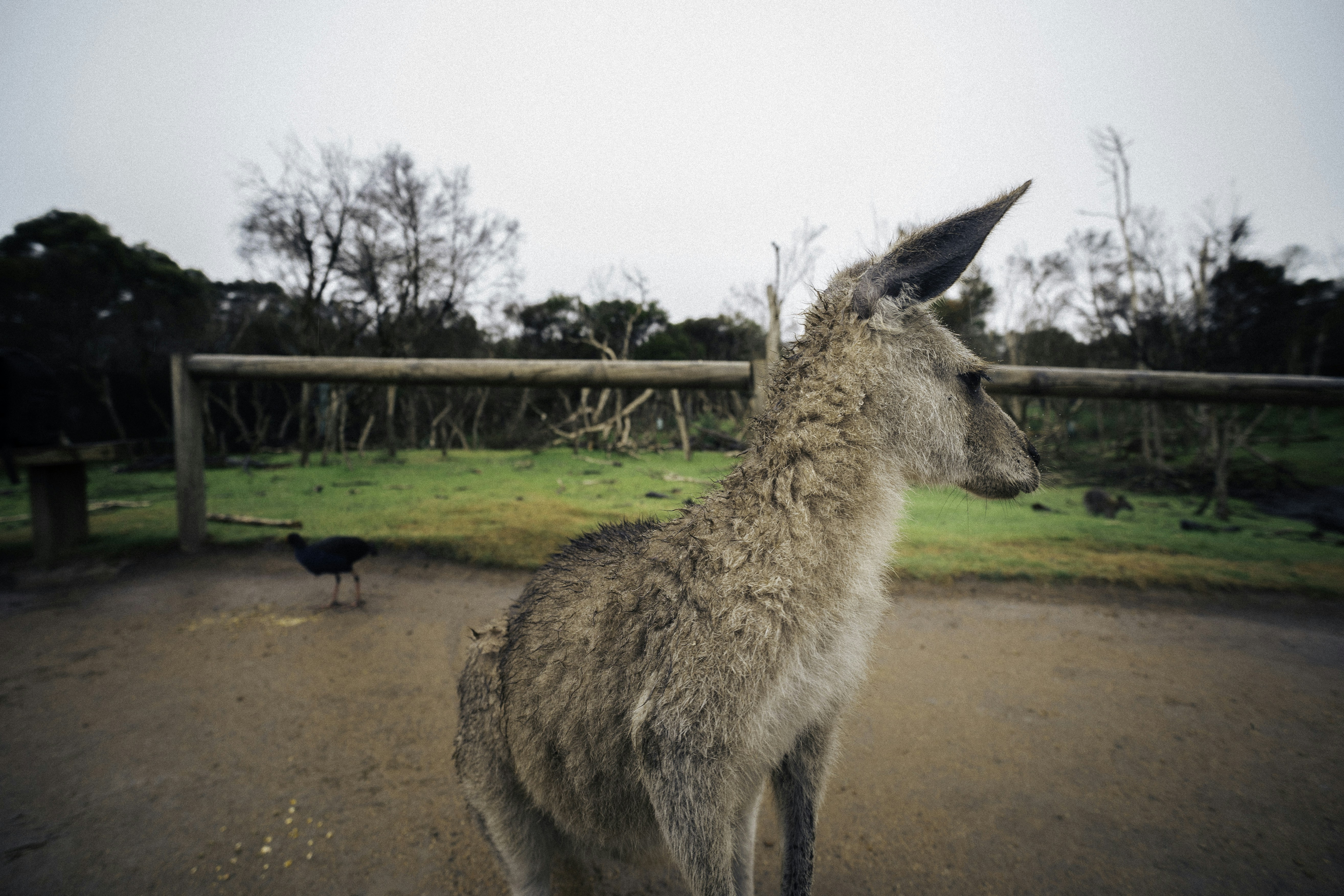 Close-up of a curious wallaby at the fence line