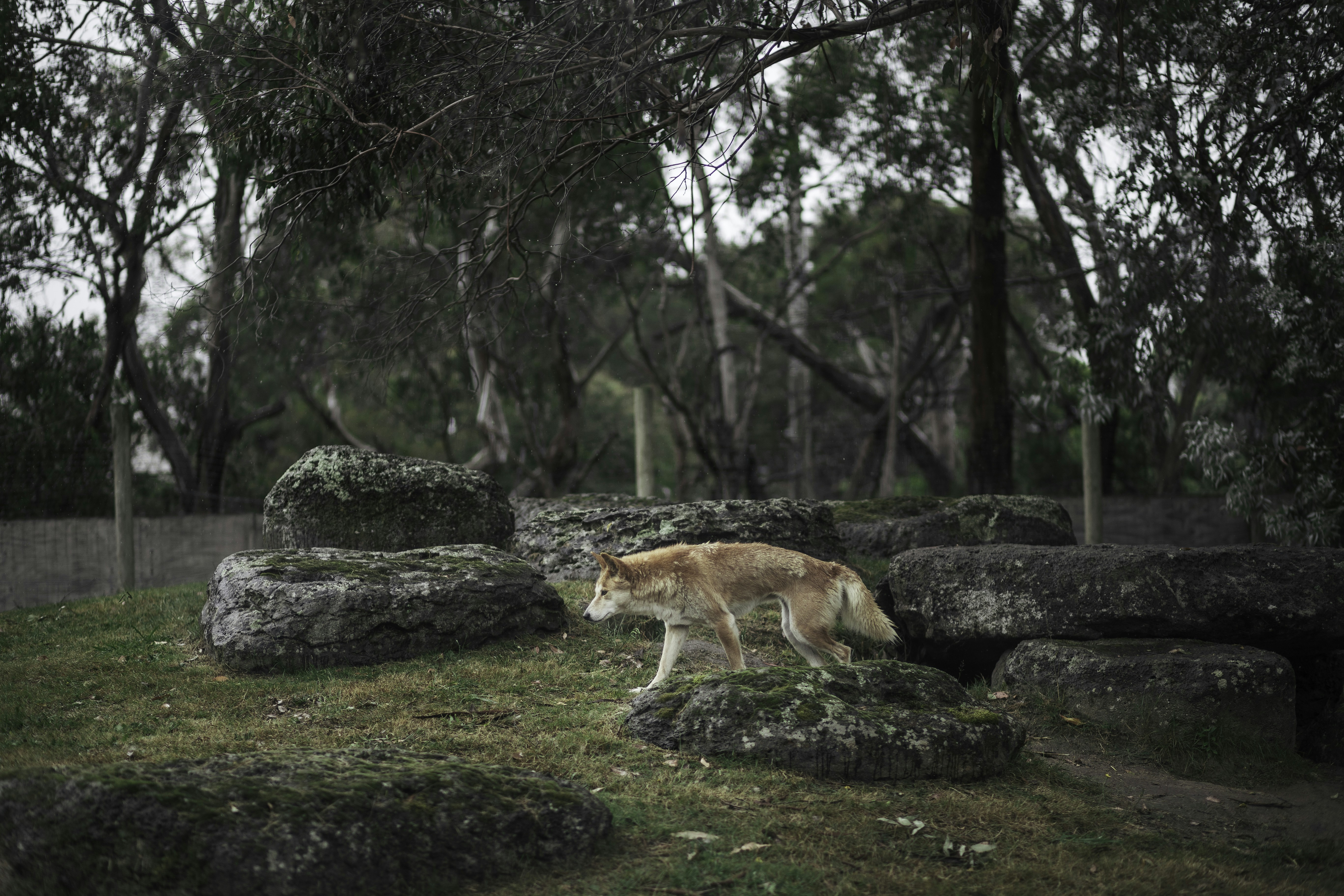 Fox Navigates Mossy Stones in a Quiet Stone-Garden