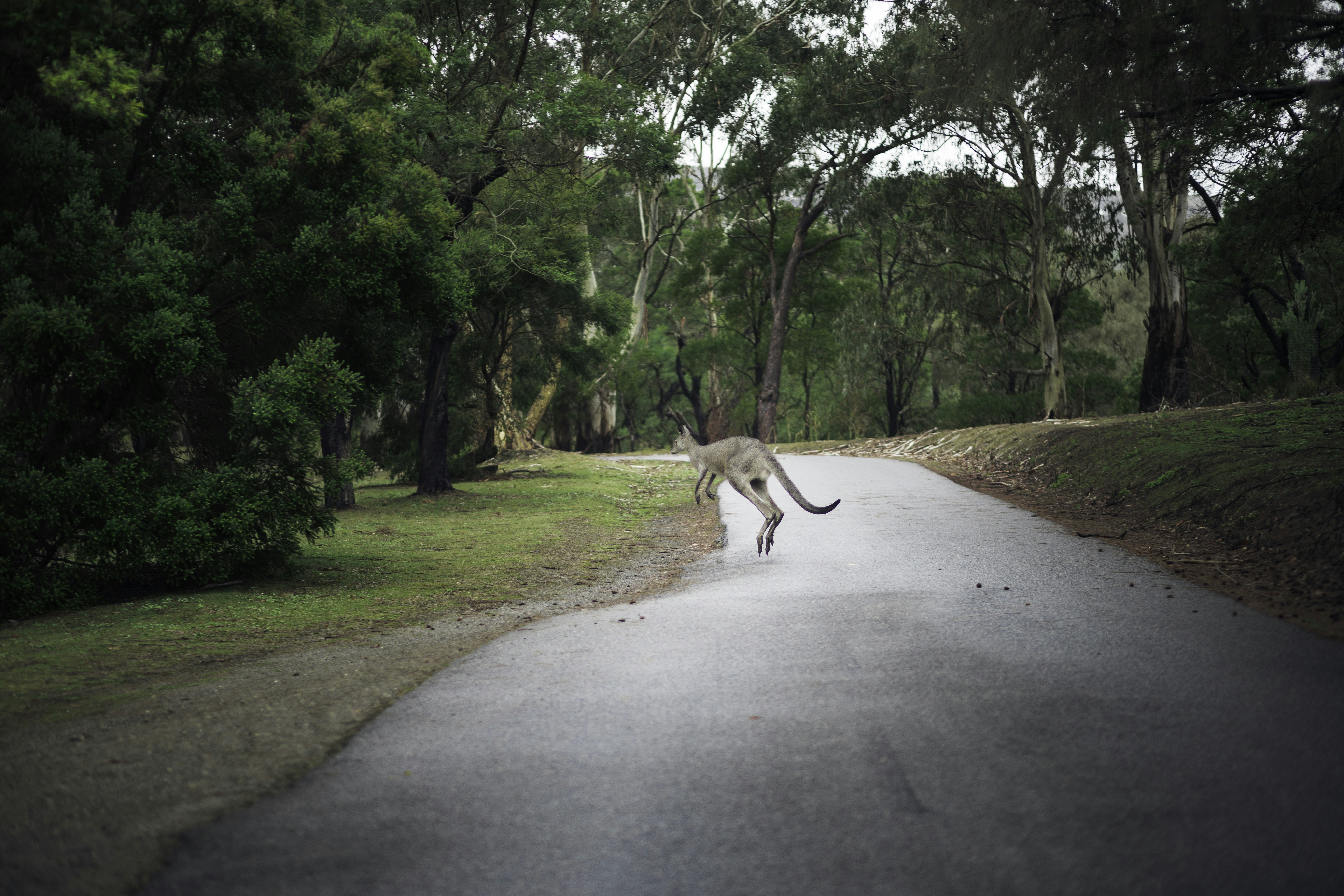 Mid-Path Kangaroo: A Moment on the Quiet Road