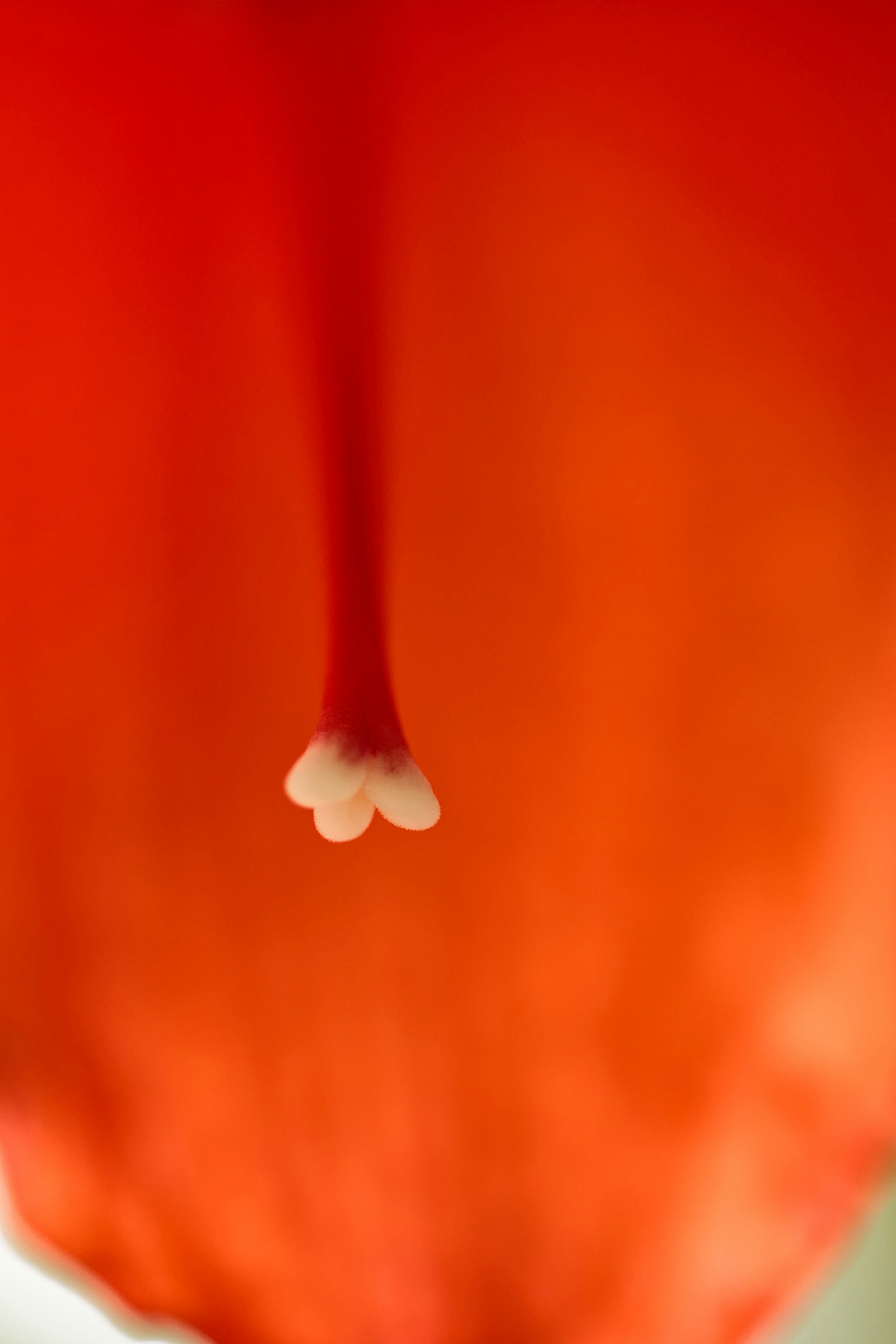 Crimson Stamen: A Macro Study of Orange Petals and White Anther