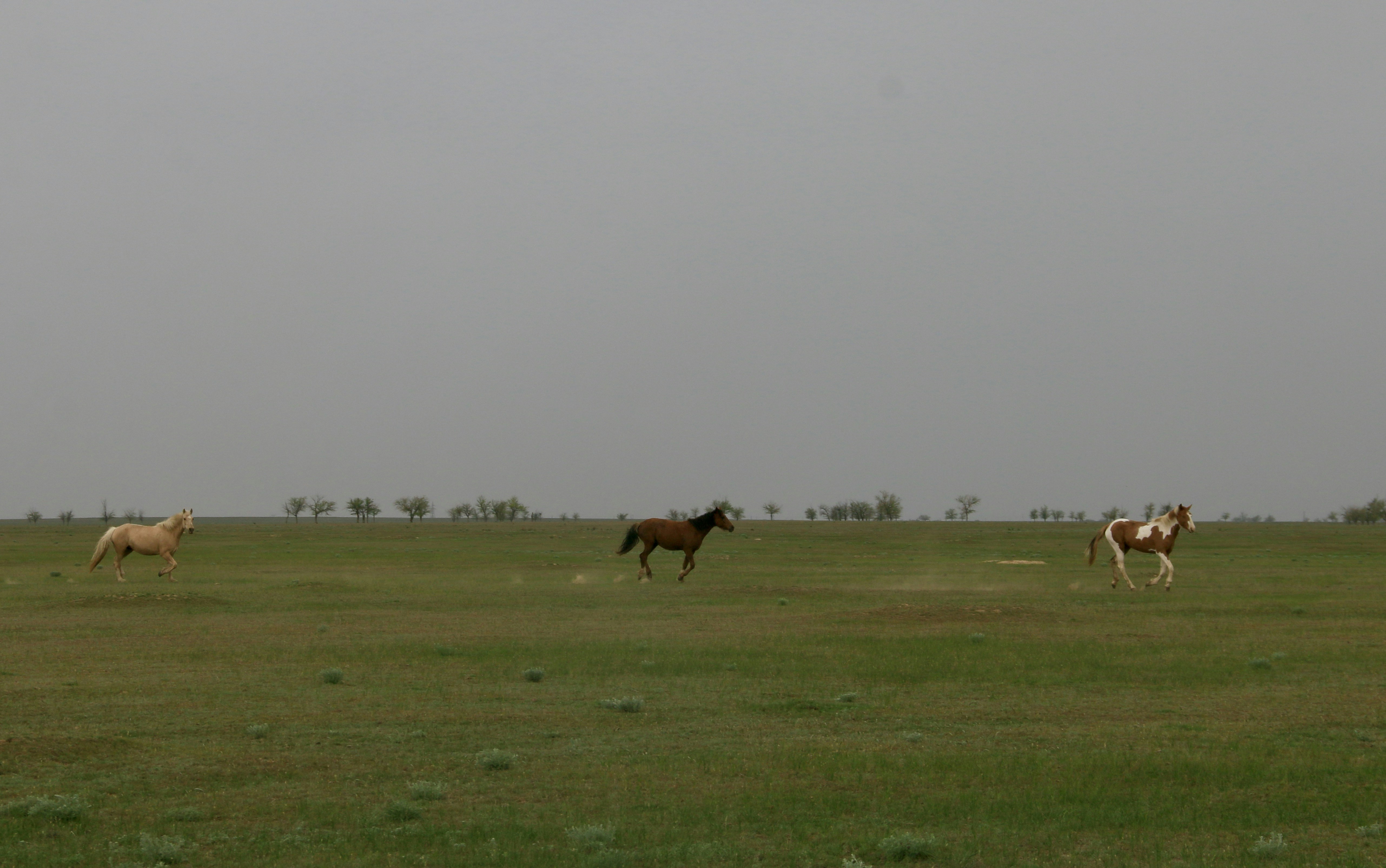 Horses grazing peacefully in a vast, green pasture under an overcast sky.