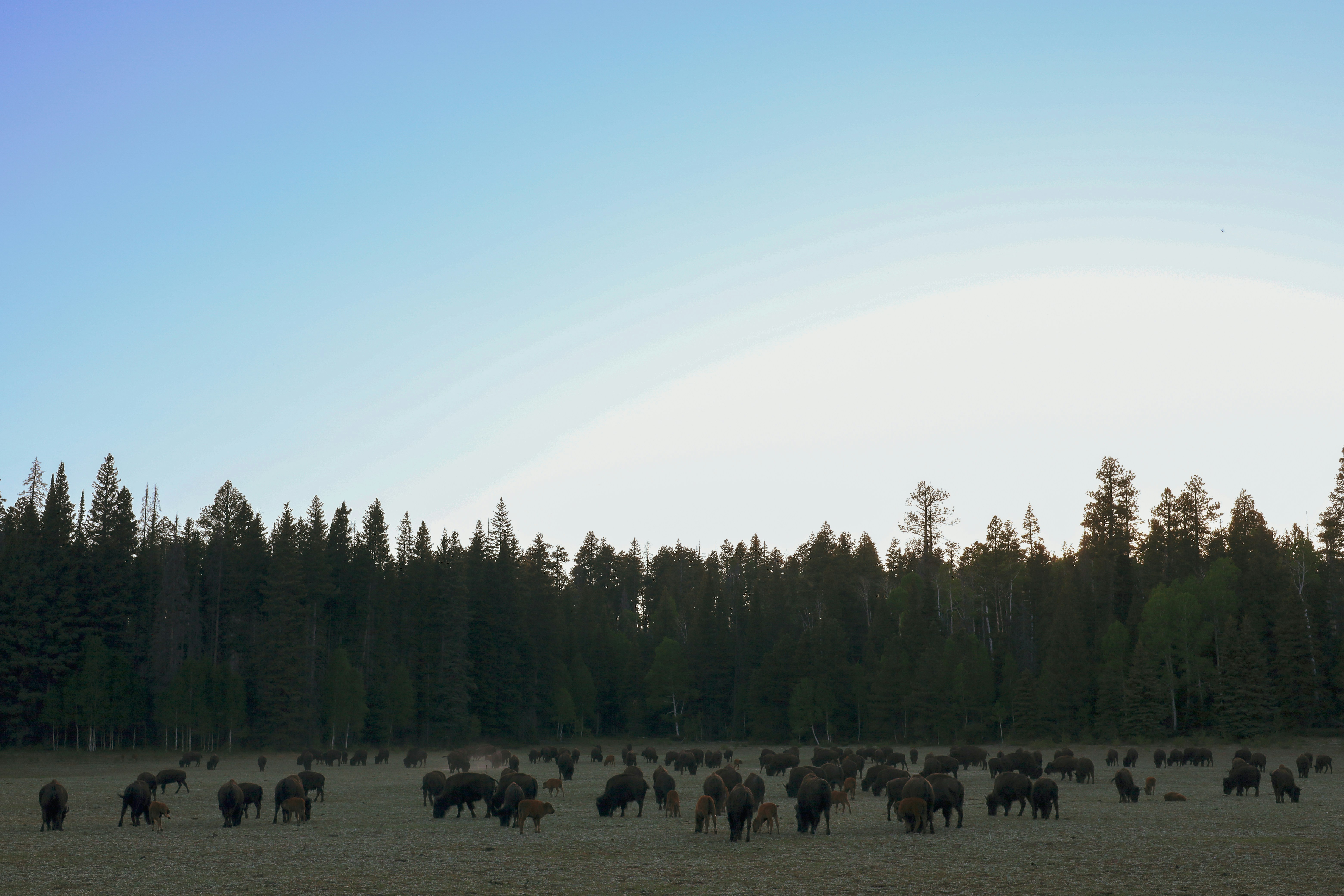 Bison Parade Across the Prairie Beneath a Wide, Clear Sky